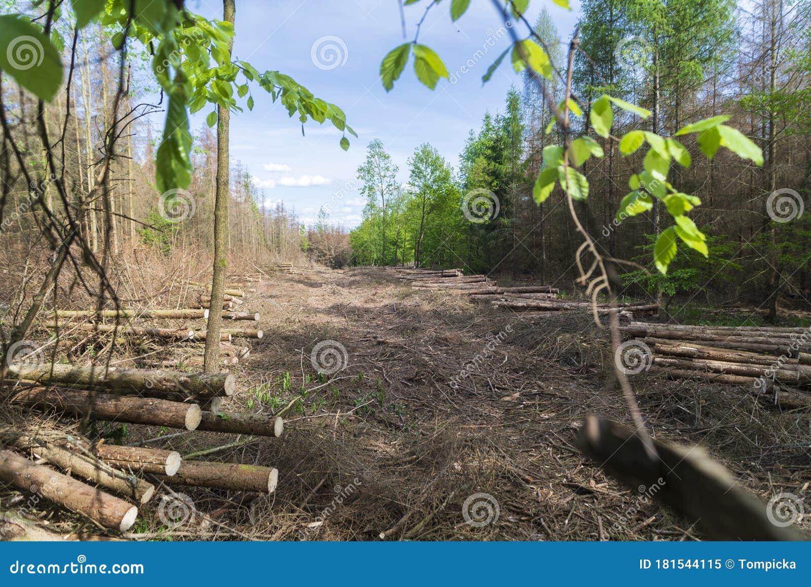 Forest Area Cleared after Bark Beetle Infestation and Drought Stock ...