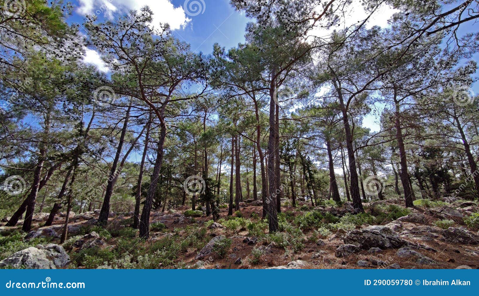 Trees in the Forest in Cyprus Stock Photo - Image of forest, branch ...