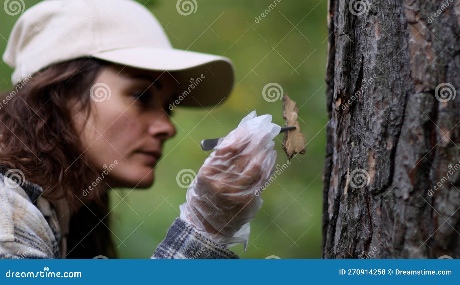 In a Forest Area, an Ecologist Takes Plant Samples and Puts Them in a ...
