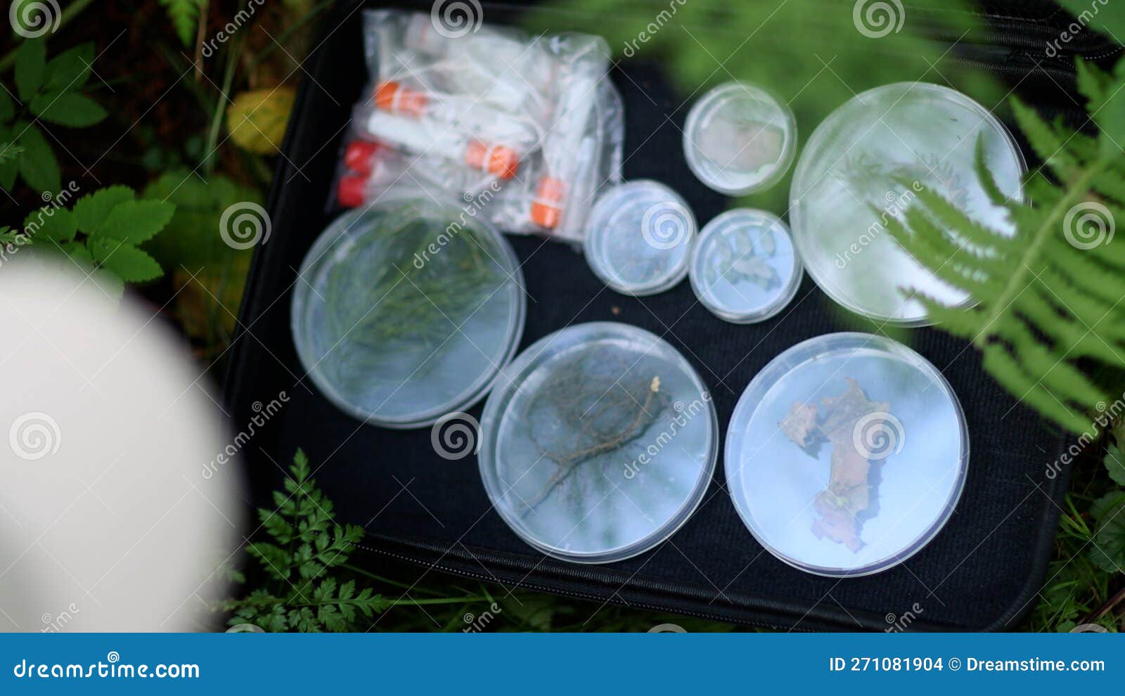 In a Forest Area, an Ecologist Takes Plant Samples and Puts Them in a ...