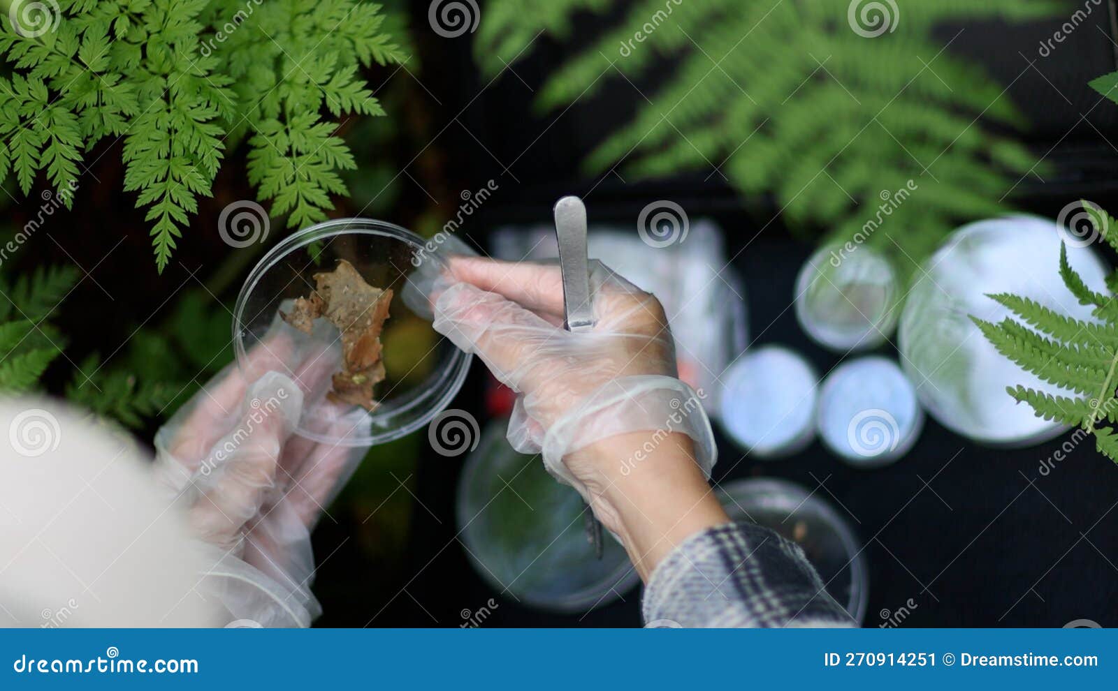 In a Forest Area, an Ecologist Takes Plant Samples and Puts Them in a ...