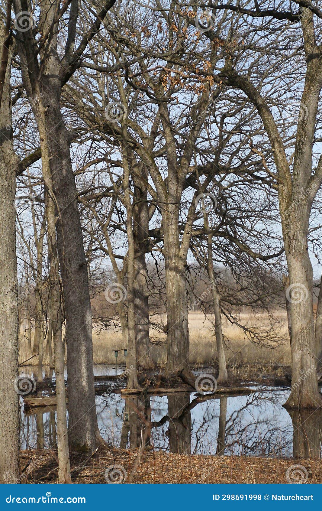 A Forest of Bare Trees in Autumn Sheltering a Frog Pond Stock Photo ...