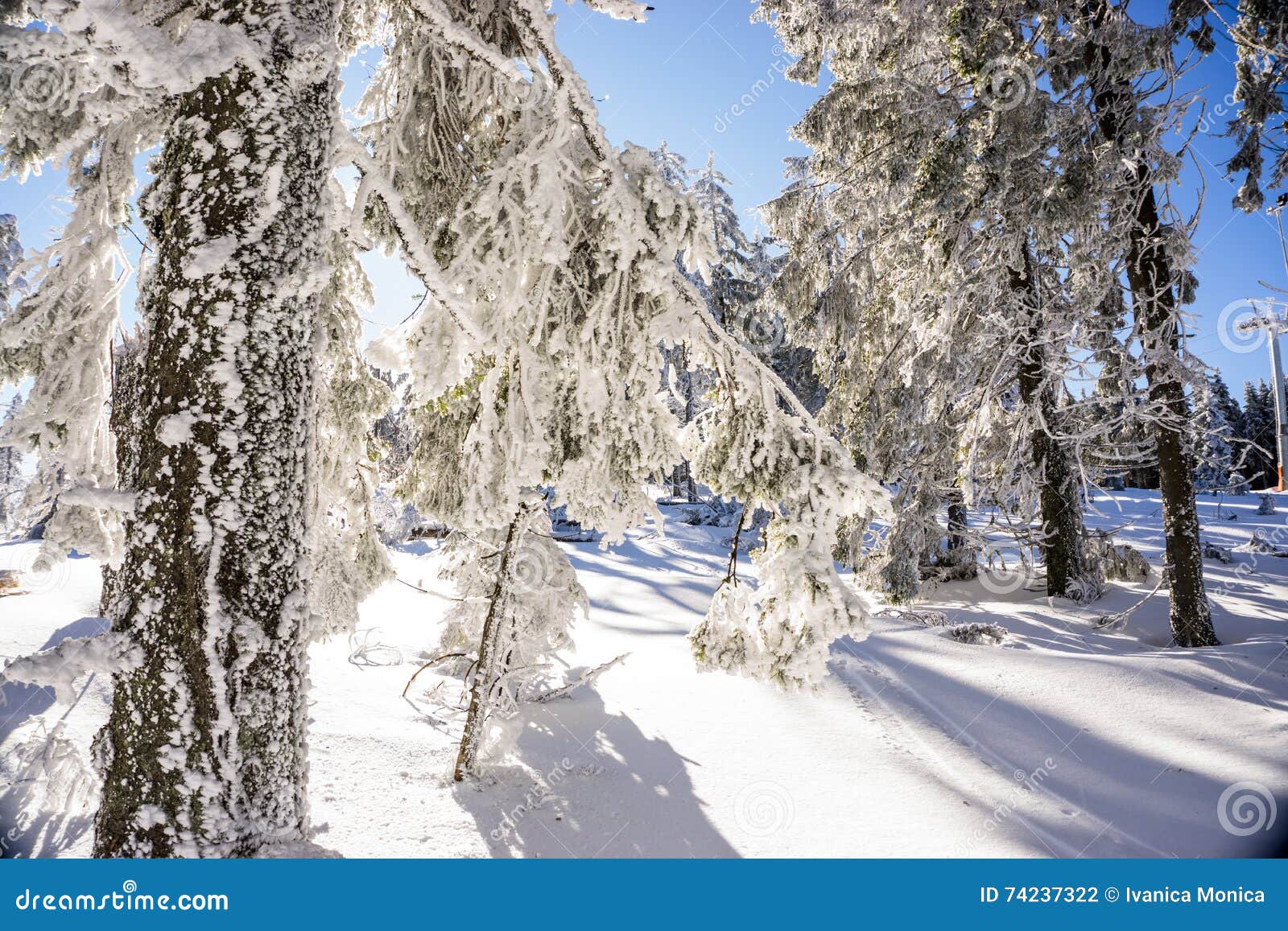Forest, Arieseni, Romania stock photo. Image of natural - 74237322