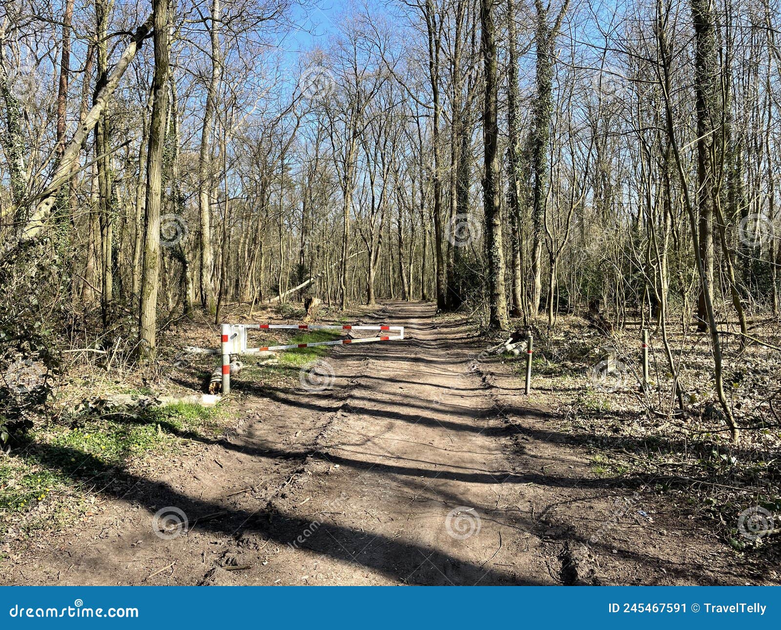 Forest around Hoch-Elten stock image. Image of spring - 245467591