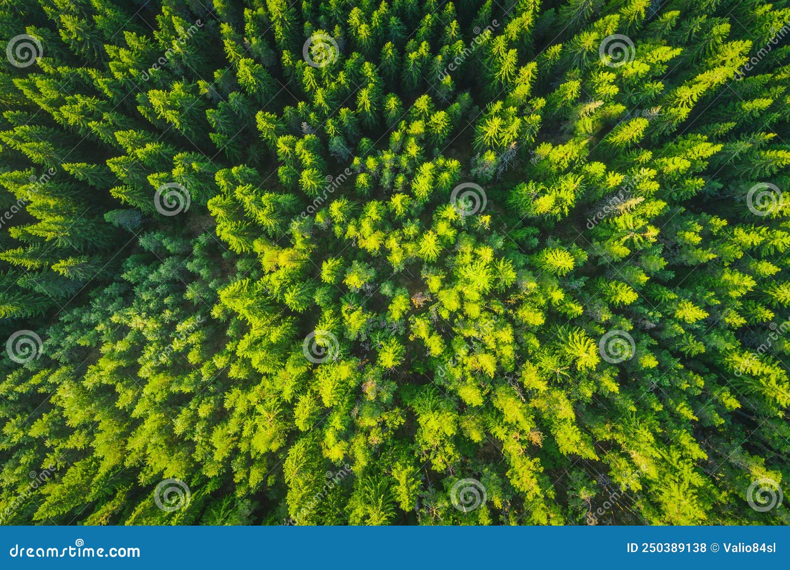 Forest As Texture Background Aerial View. Green Pine Trees Stock Photo ...