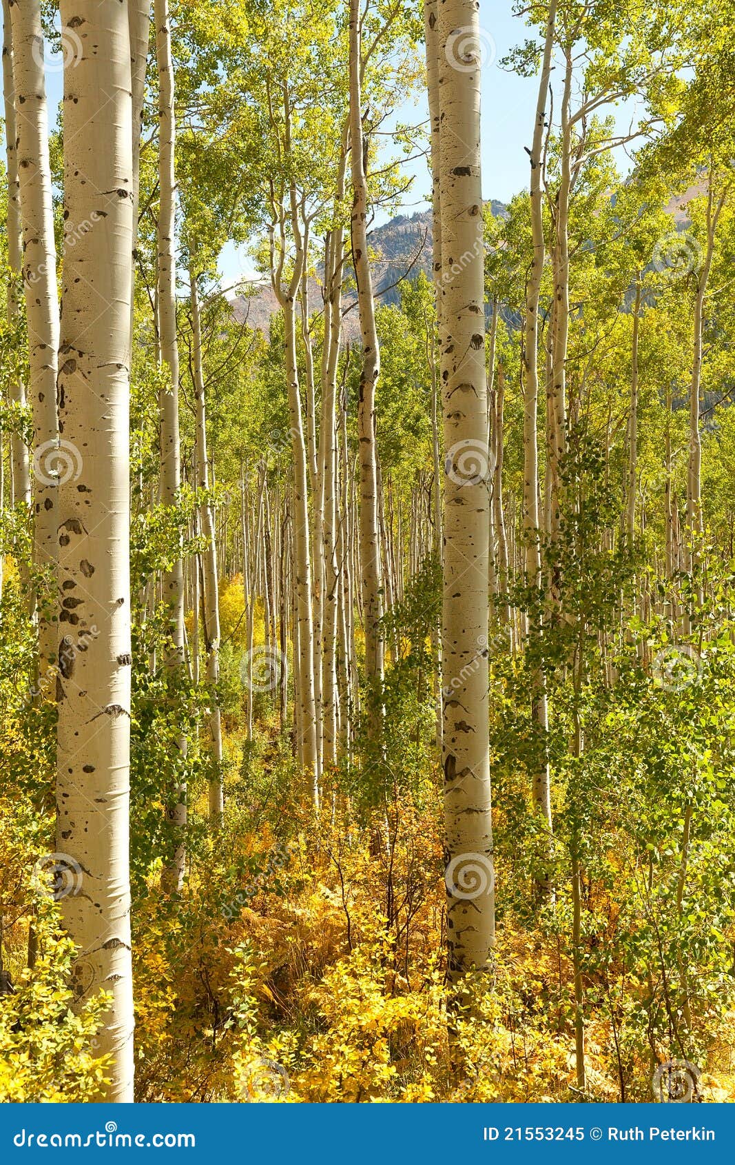 Forest of Aspen Trees stock image. Image of autumn, seasonal - 21553245