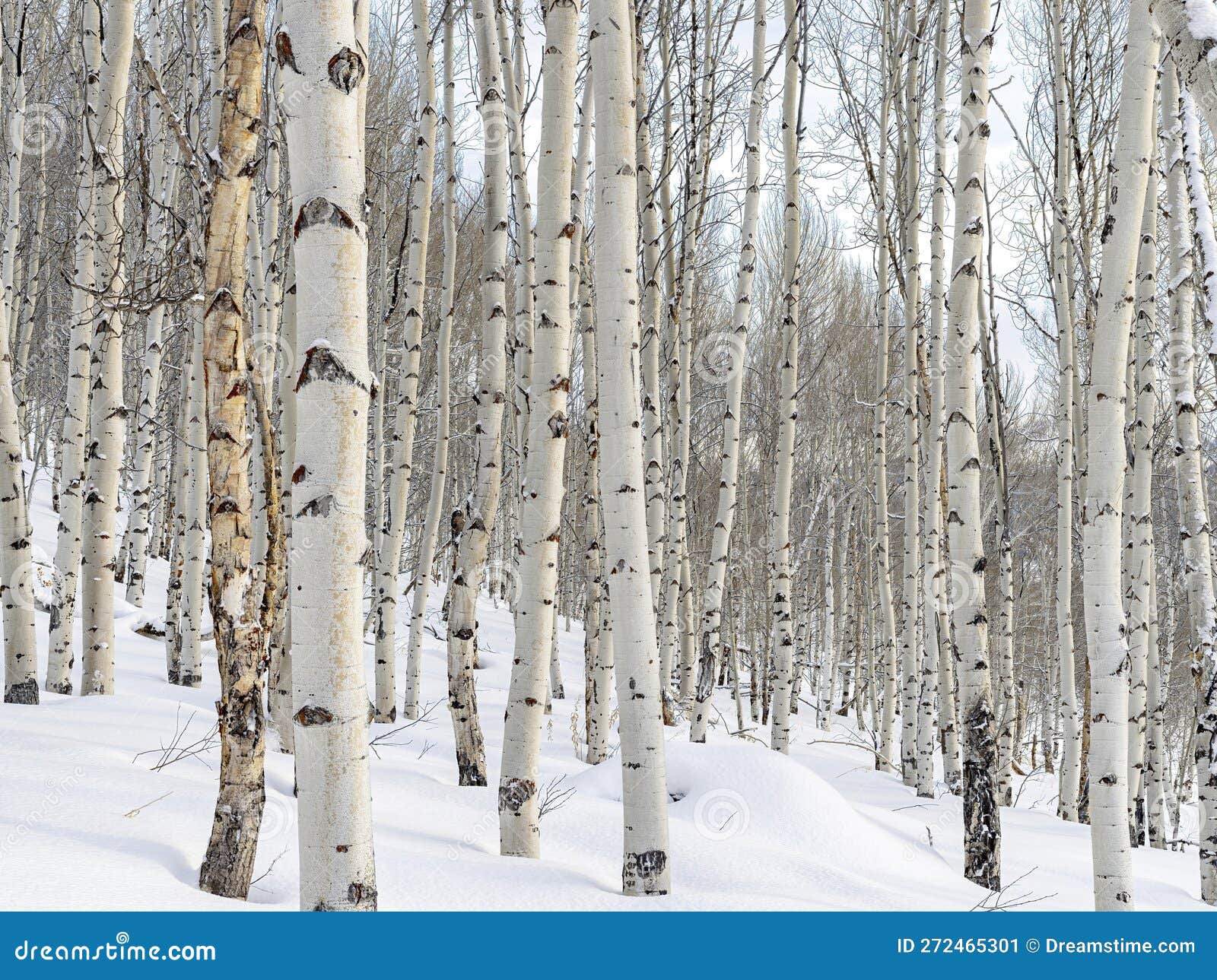 Forest of Aspen Trees in Winter Stock Image - Image of trees, snow ...