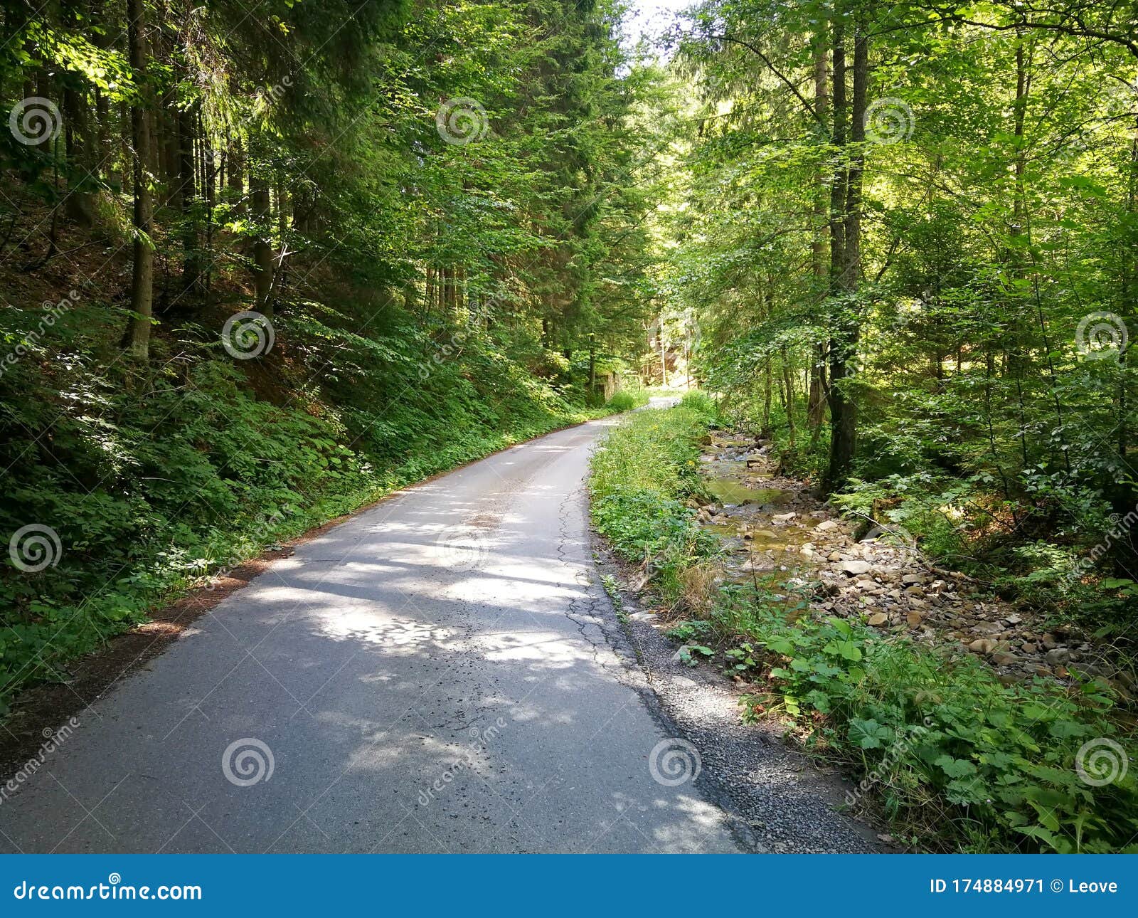 Forest Asphalt Road Lined by Stream and Tall Trees Stock Image - Image ...