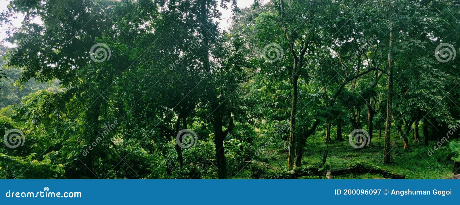 Forest in Assam stock image. Image of woodland, meadow - 200096097