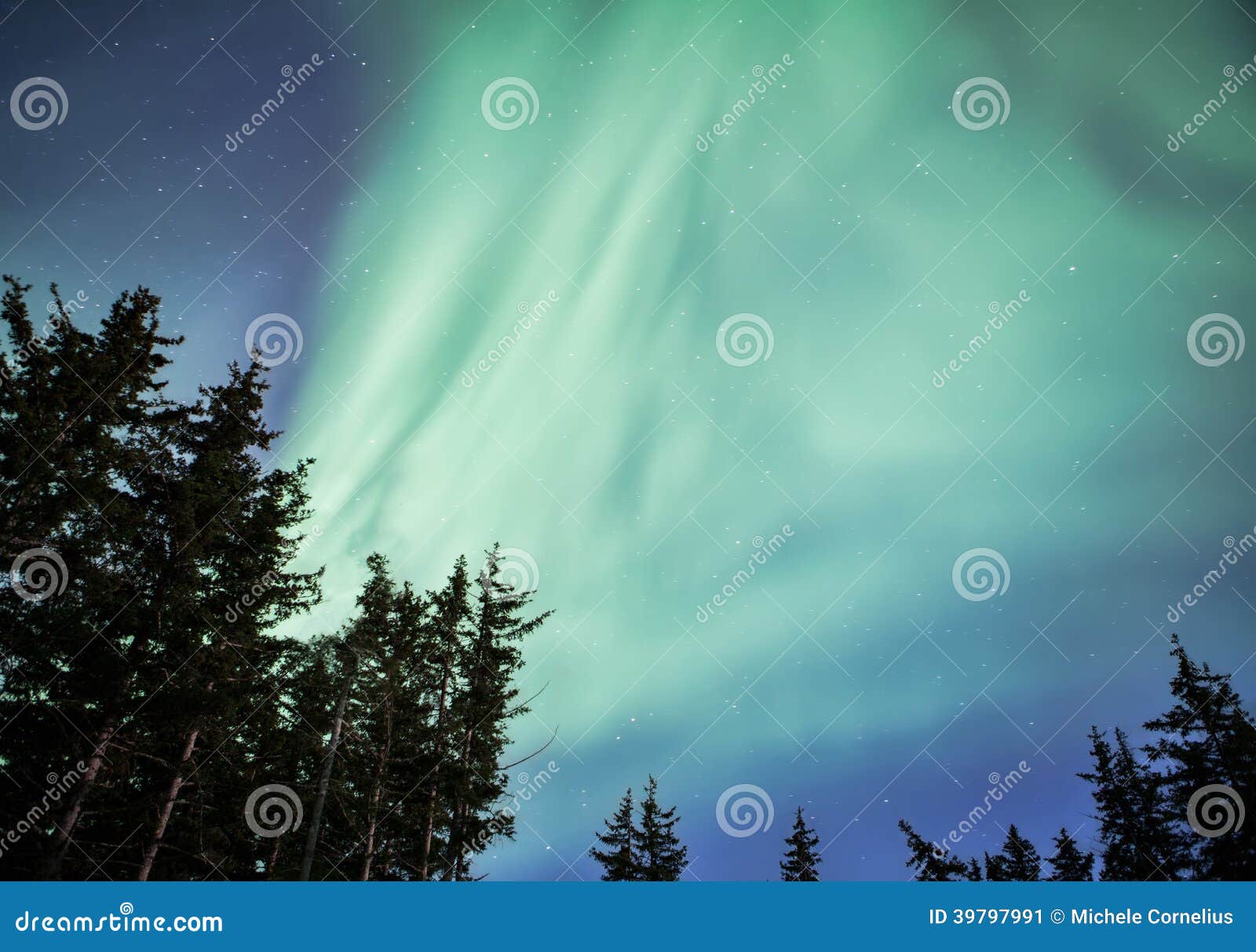 Forest with Aurora stock image. Image of glow, alaska - 39797991
