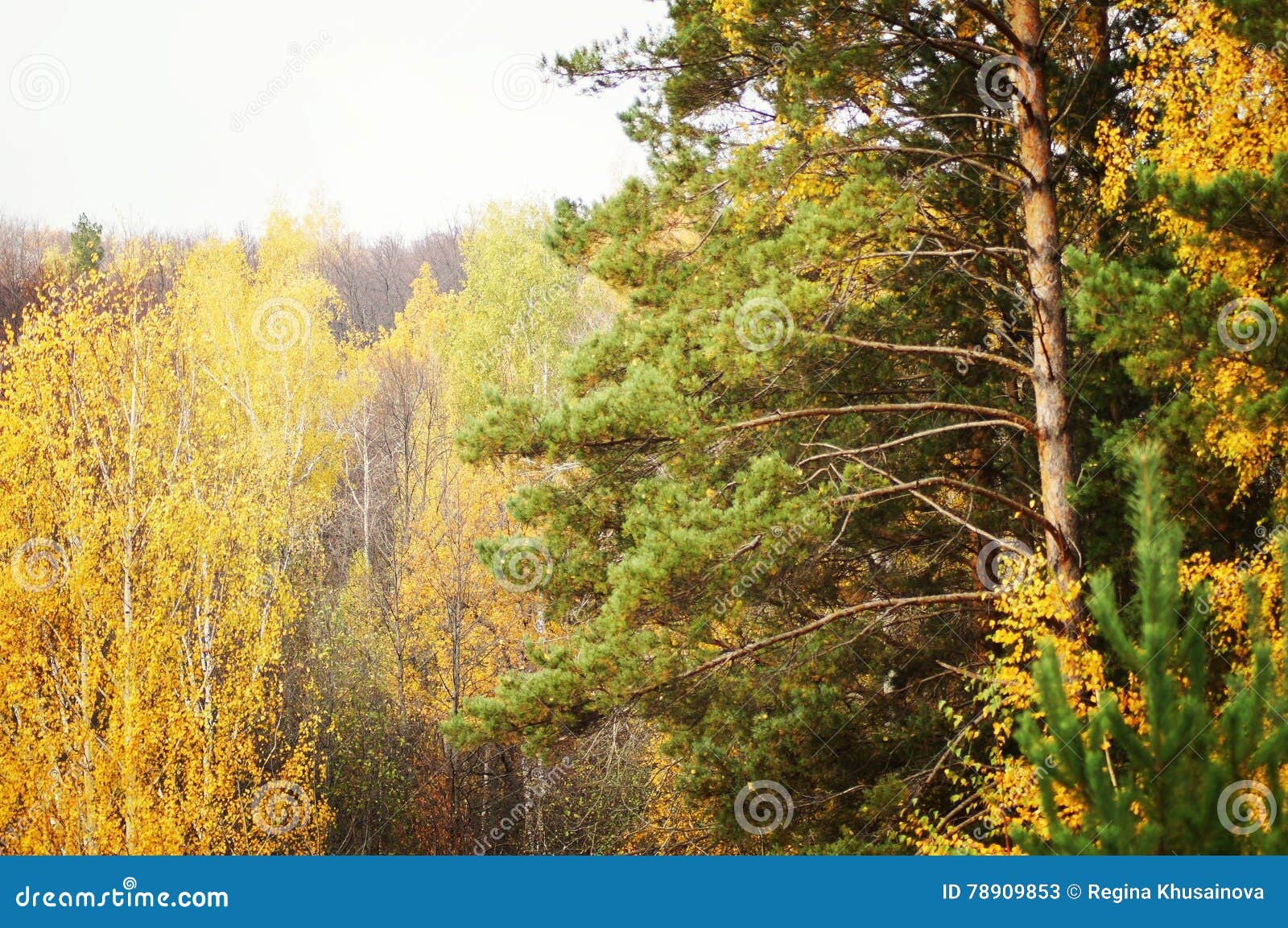 Forest stock image. Image of forest, trees, yellow, forestautmn - 78909853