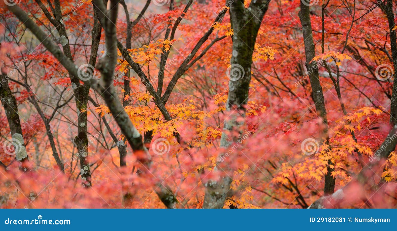 Forest in autumm stock image. Image of colorful, beautiful - 29182081