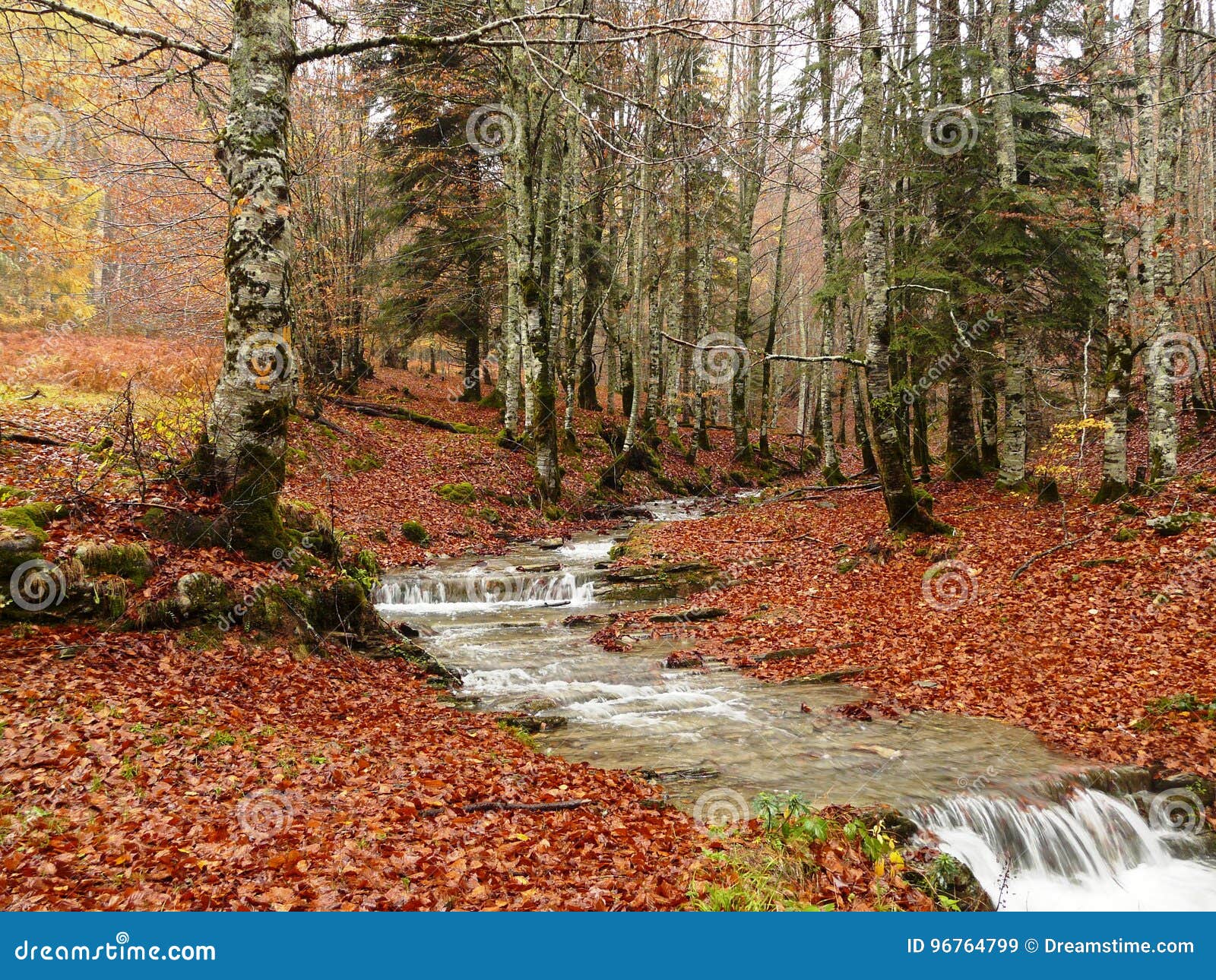 Forest in Autumm stock image. Image of forest, trees - 96764799