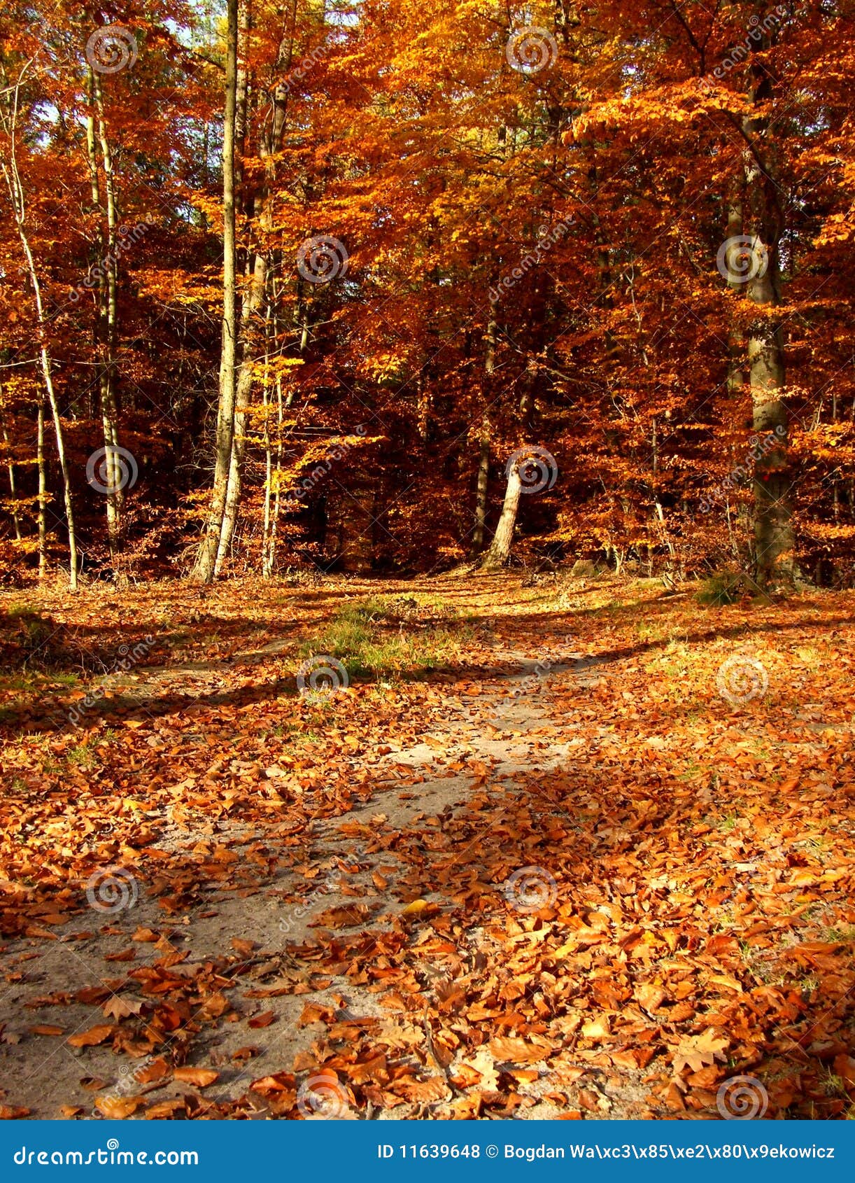 Forest in autumn stock photo. Image of landscape, outdoor - 11639648