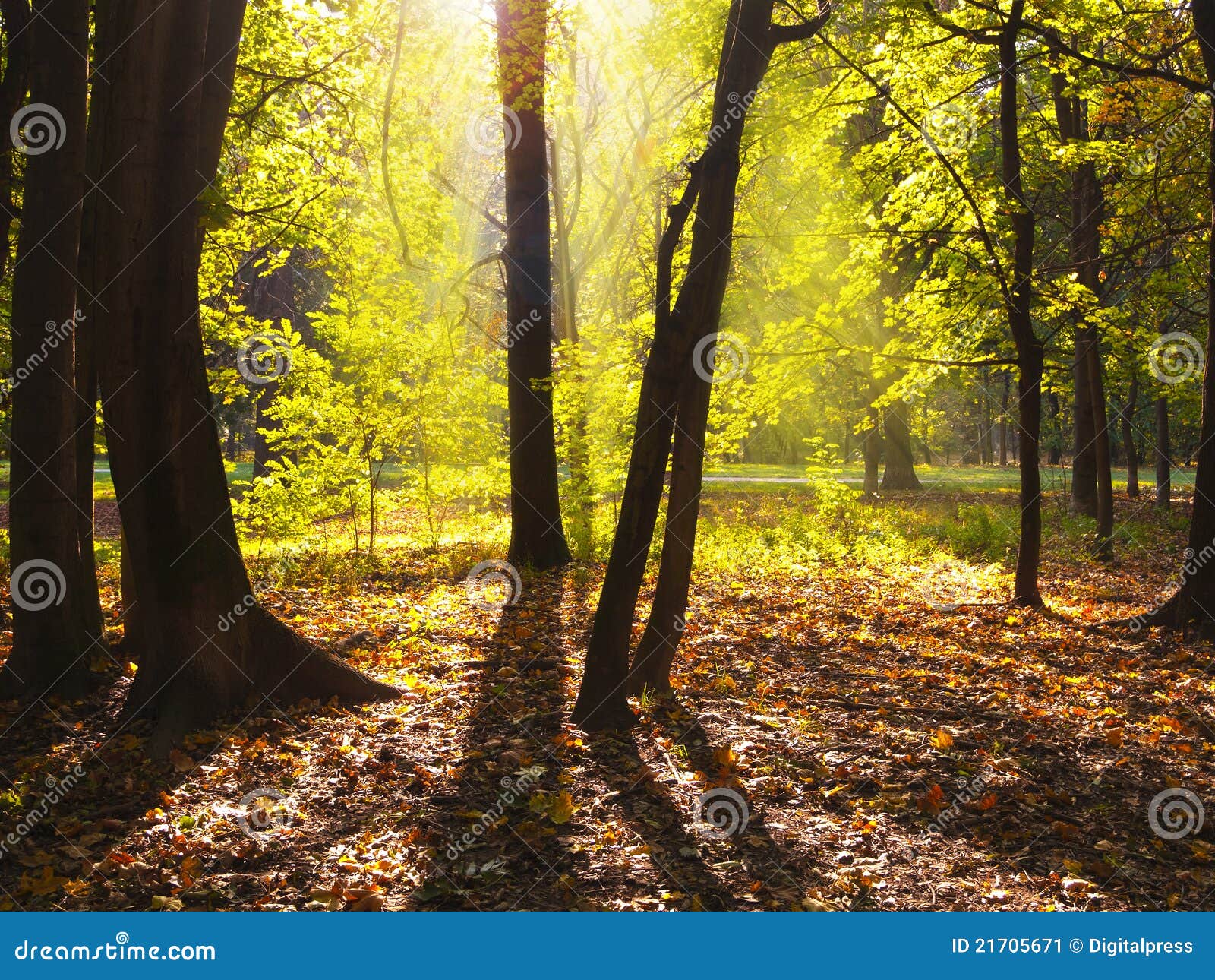 Forest in autumn stock image. Image of deciduous, outdoors - 21705671