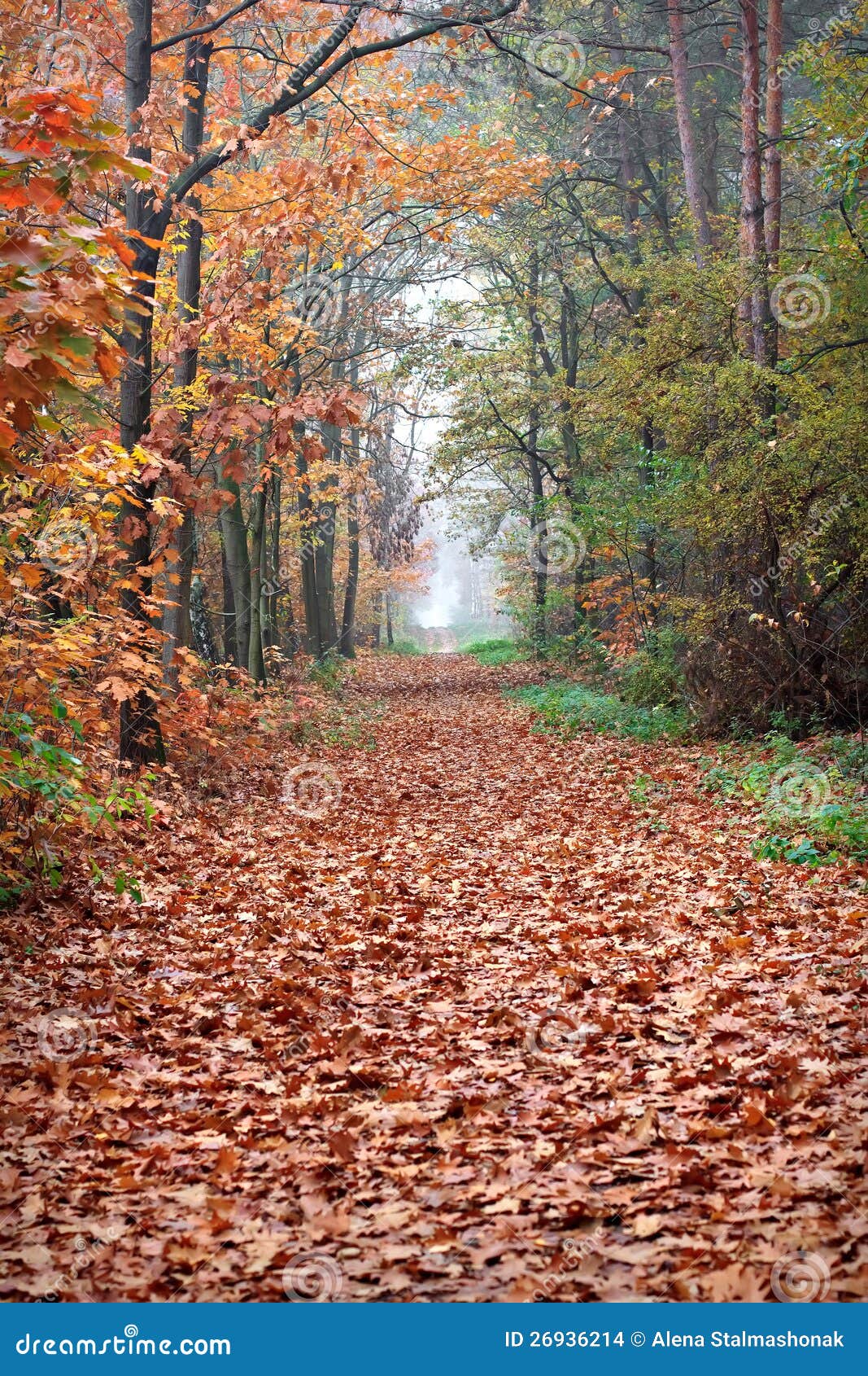 Forest in autumn stock photo. Image of foliage, colorful - 26936214