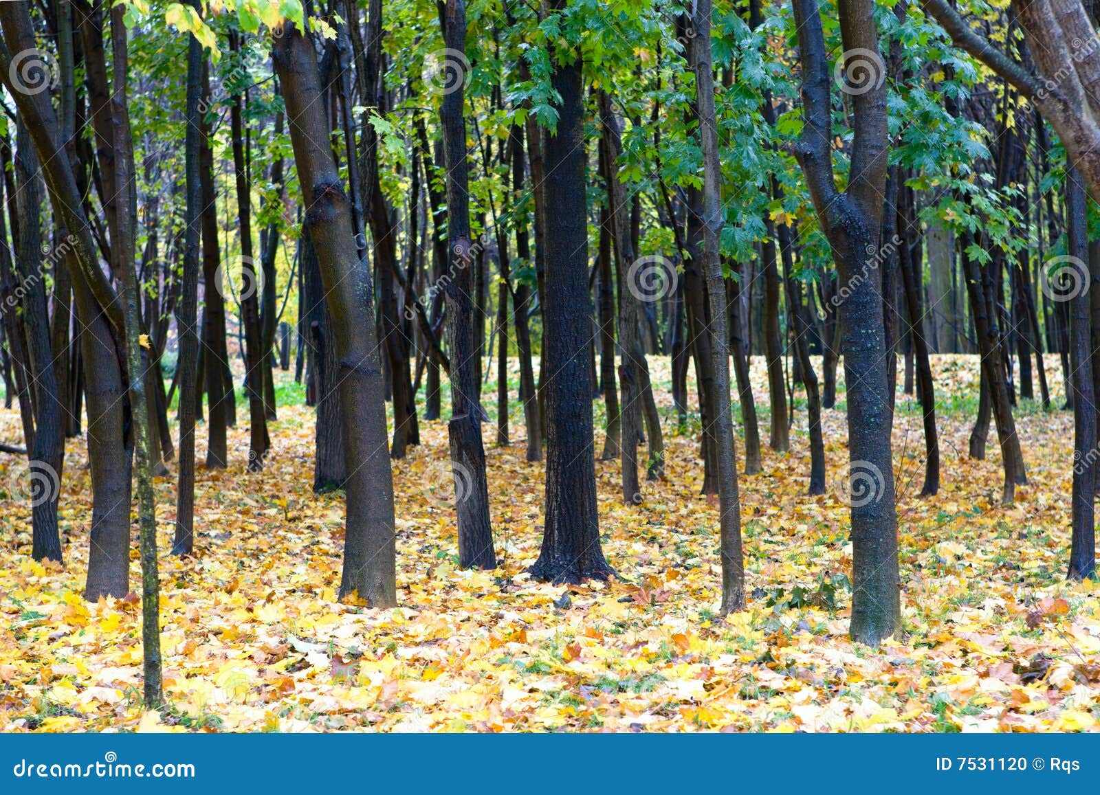 Forest in autumn stock photo. Image of fall, foliage, november - 7531120