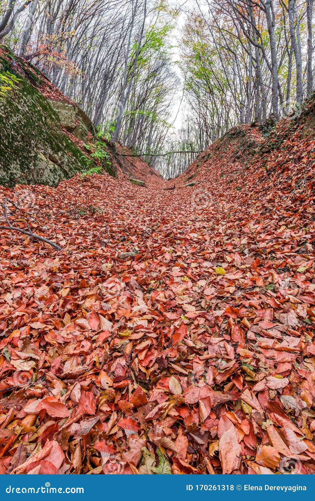 Forest Autumn Bare Trees with Fallen Scattered Withered Leaves Orange ...