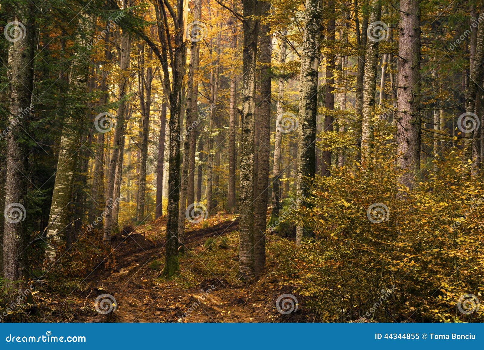 Forest during autumn stock image. Image of fear, beam - 44344855