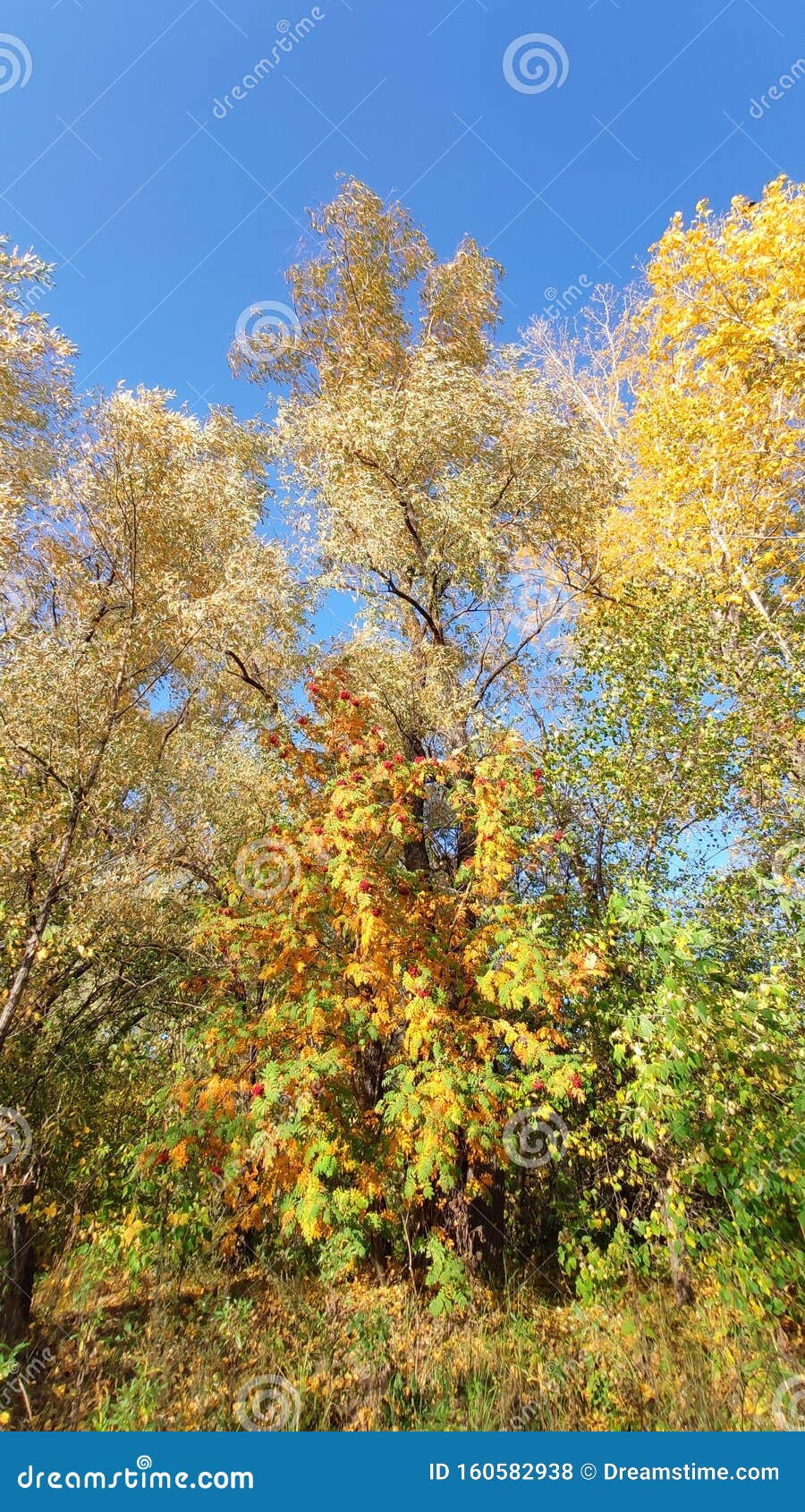 Trees in Autumn and Blue Sky Stock Photo - Image of color, park: 160582938