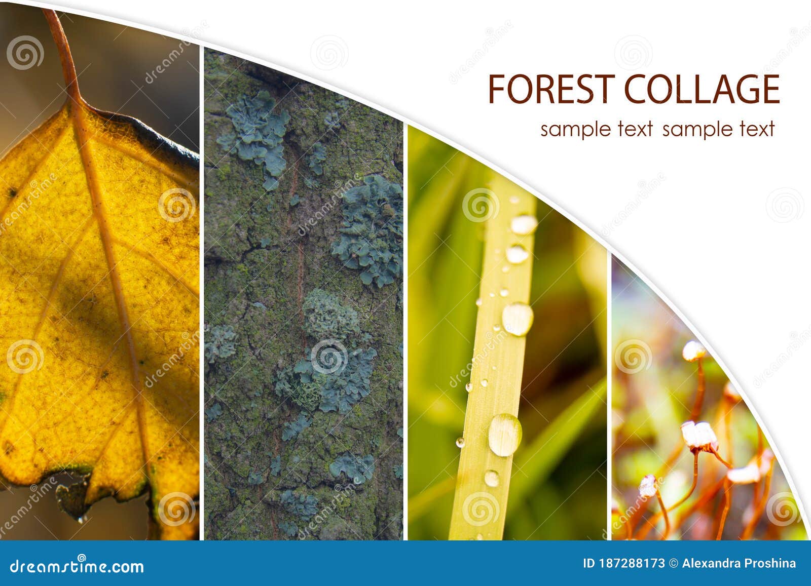 Forest Autumn Collage with Herbs, Leaves, Branches. Ready-made Template ...