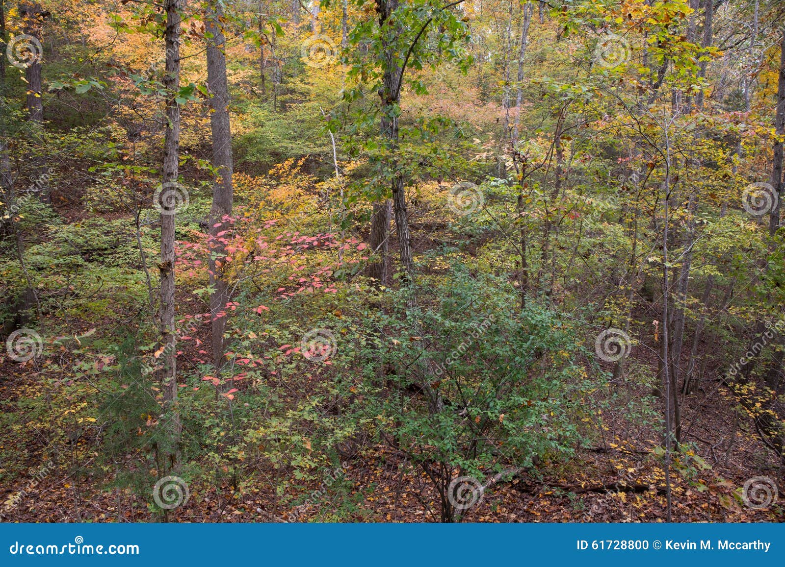 Forest with Autumn Color Palette Stock Photo - Image of autumn ...