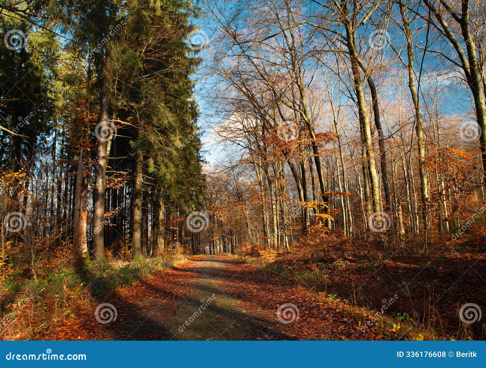 Forest in Autumn, Colorful Foliage on the Tree, Path through Deciduous ...