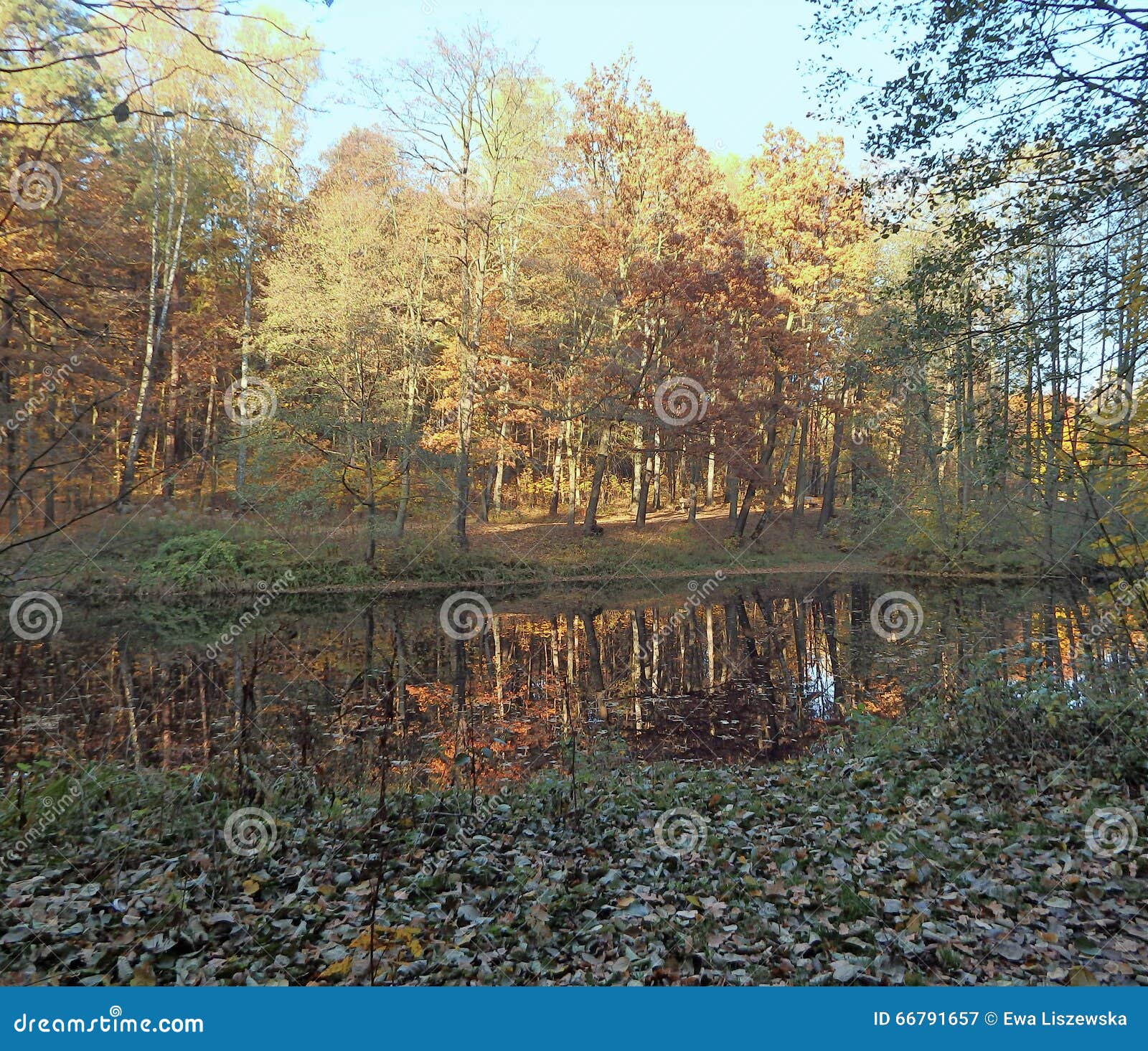 Forest stock image. Image of colors, nforest, silence - 66791657