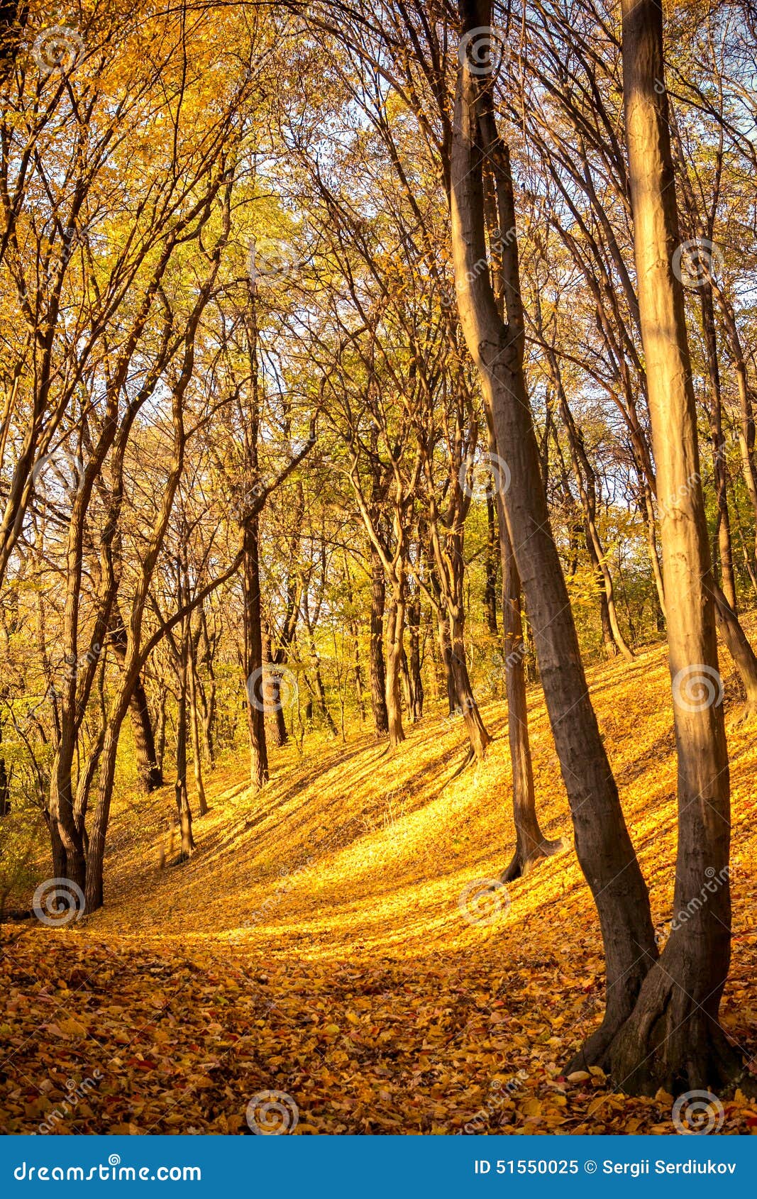 Forest in autumn colors stock image. Image of colors - 51550025