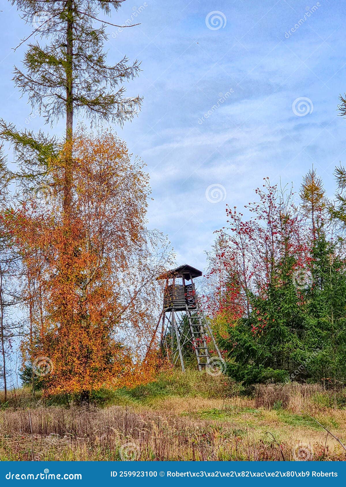 Forest autumn colors vibes stock photo. Image of morning - 259923100