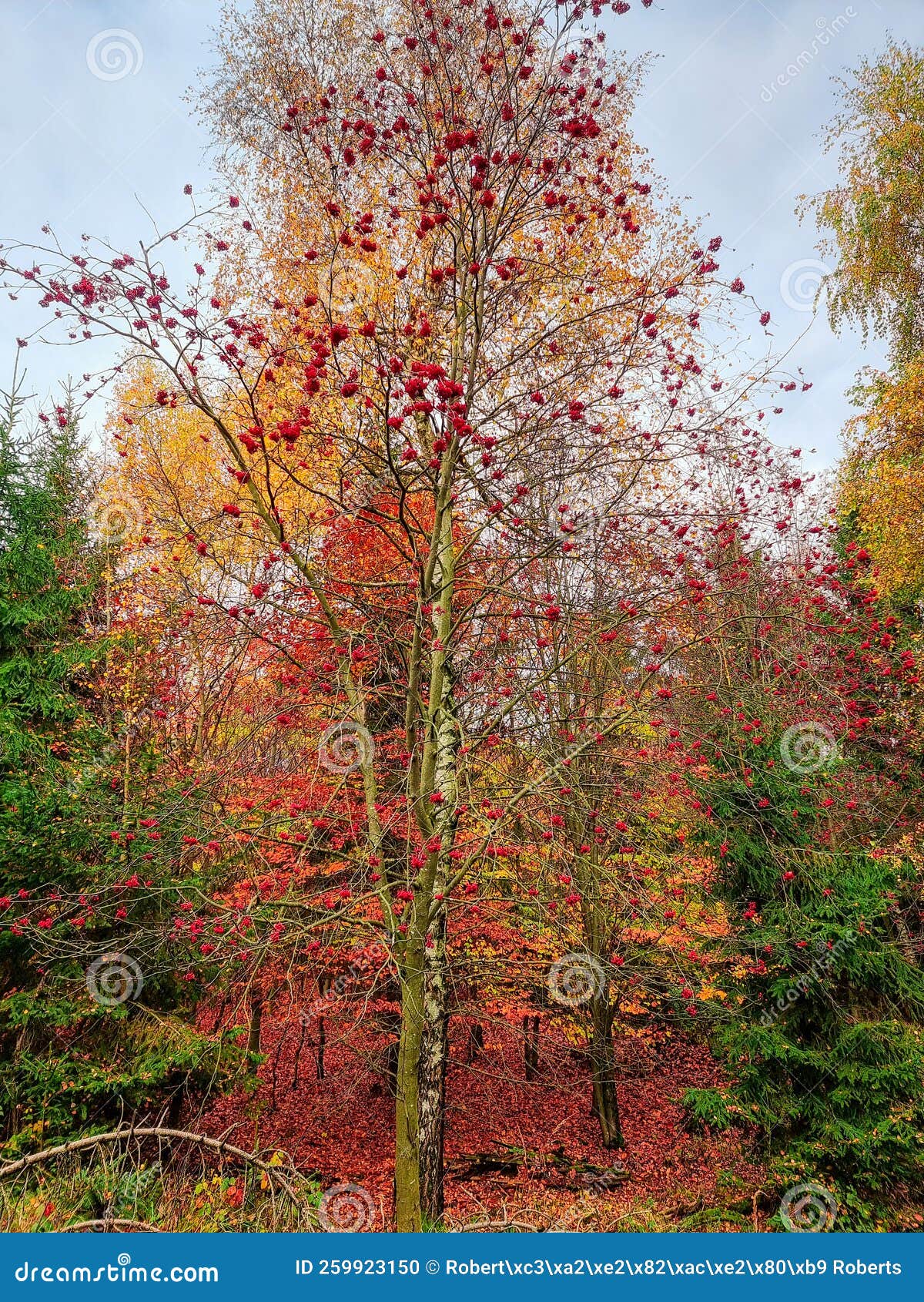 Forest autumn colors vibes stock photo. Image of maple - 259923150
