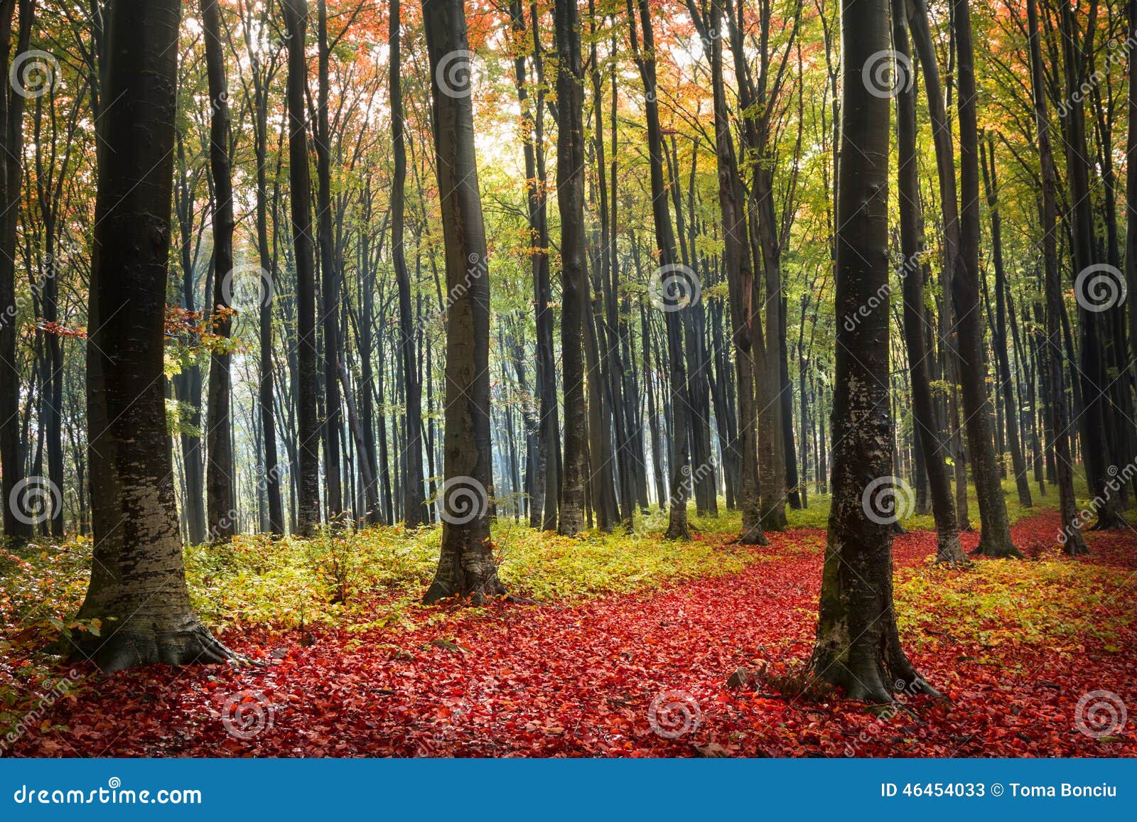 Forest during Autumn. Extreme Color Graded Stock Image - Image of ...