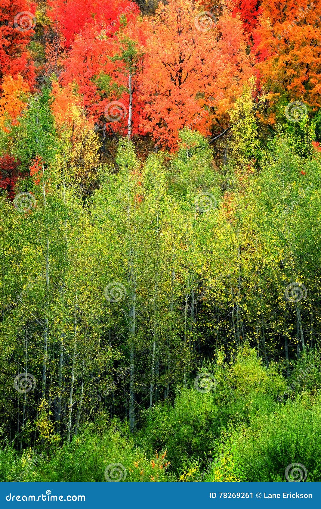 Forest of Autumn Fall Trees Birch Maple Stock Image - Image of ...