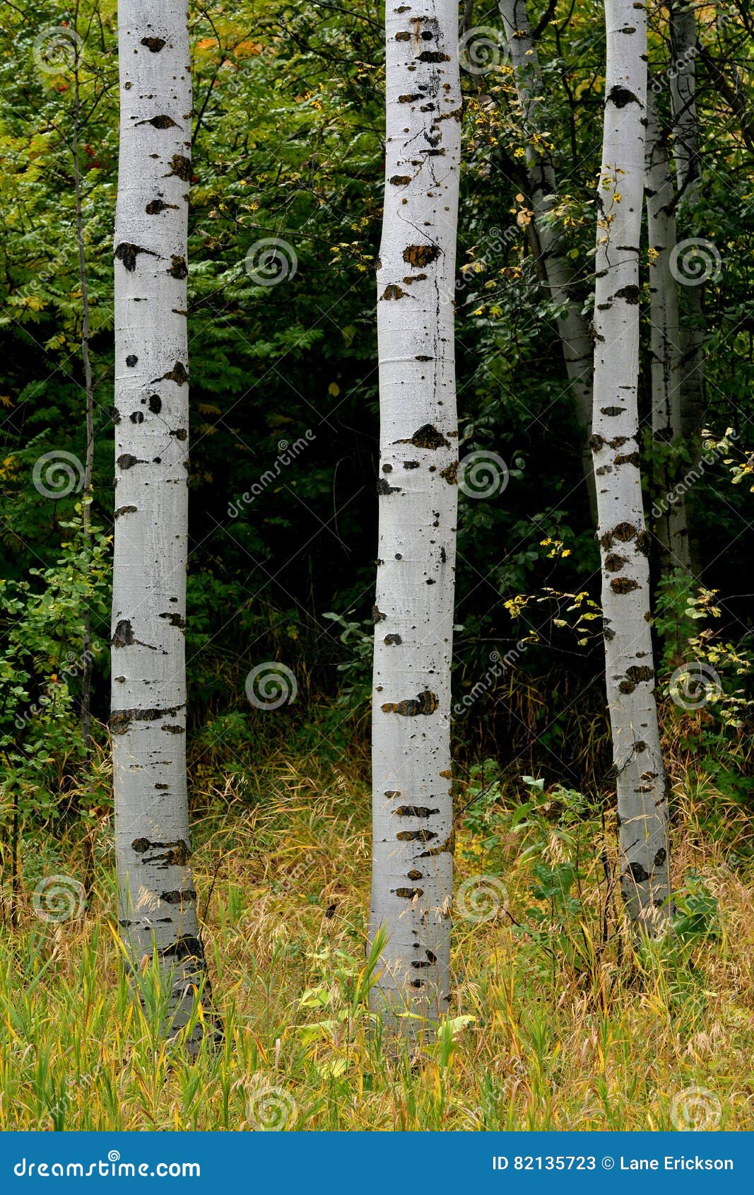 Forest of Autumn Fall Trees Birch Maple Stock Image - Image of foliage ...