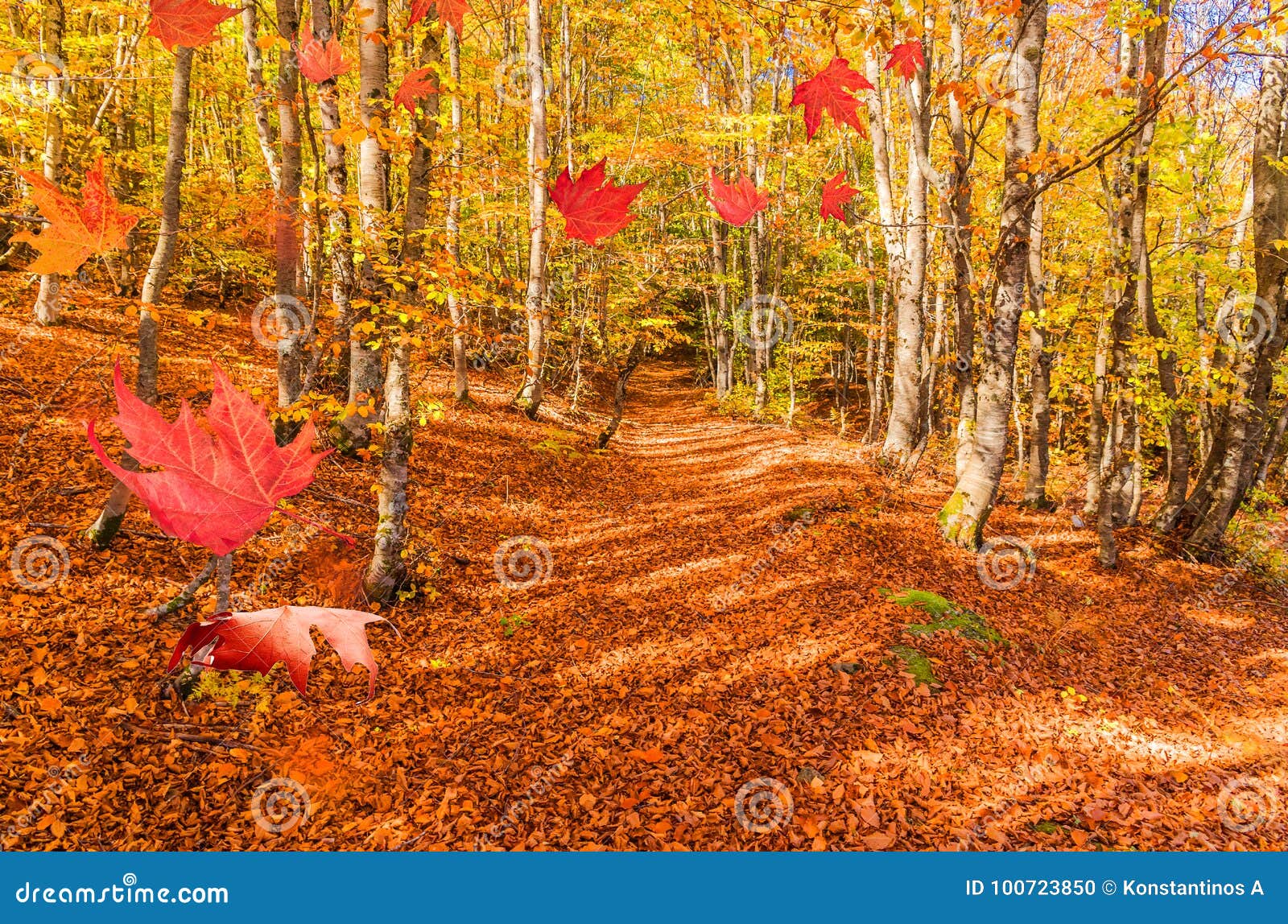 Forest in Autumn Falling Leaves Path for Background Stock Photo - Image ...