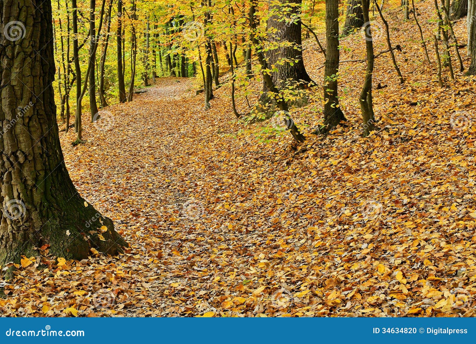 Forest in autumn stock photo. Image of foliage, woods - 34634820