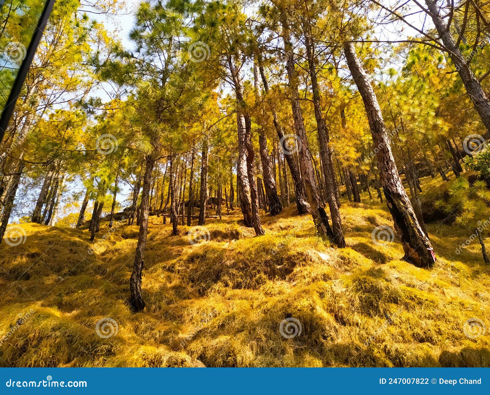 Forest of Autumn Golden Trees Stock Photo - Image of shadow, orange ...