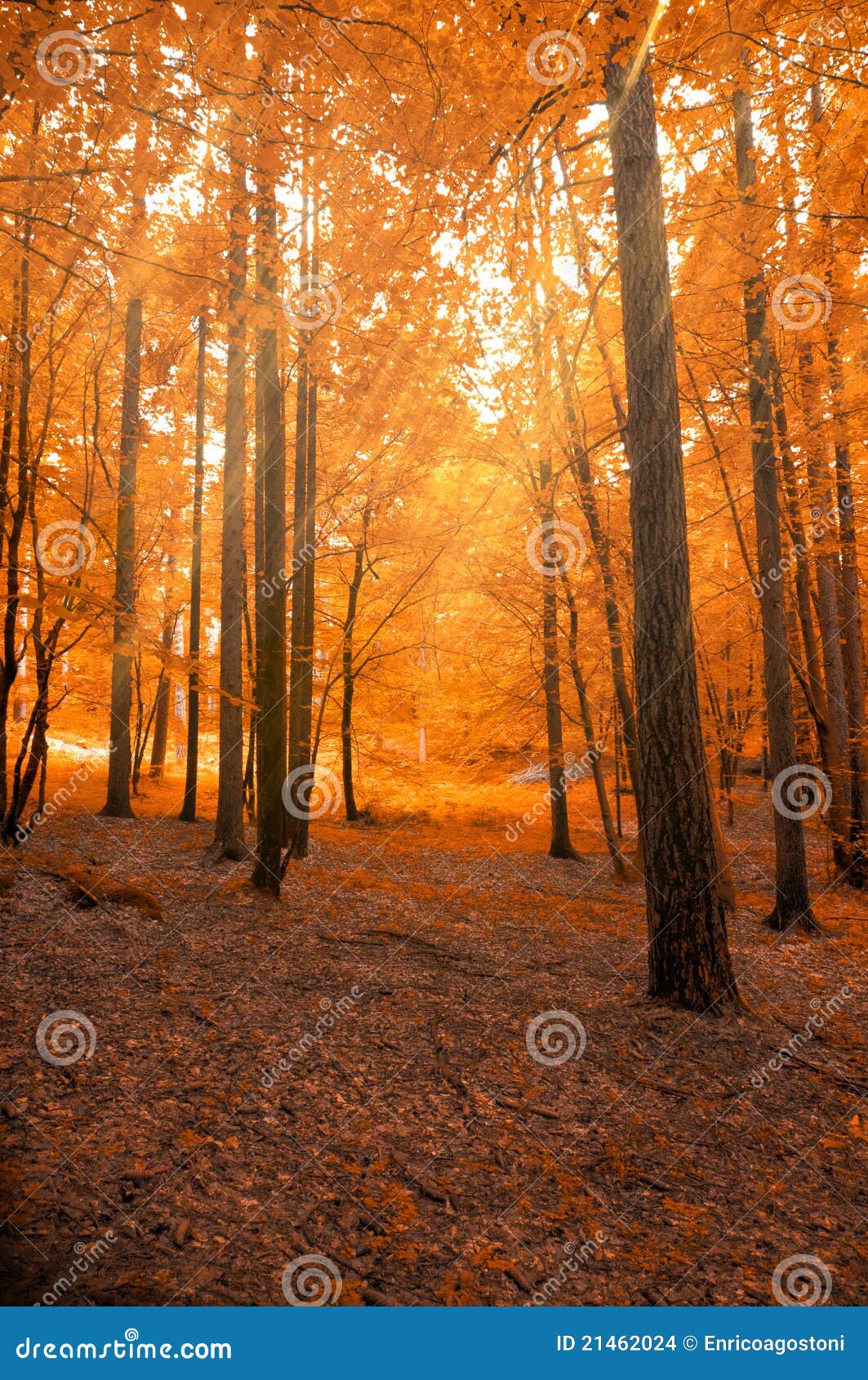 Forest in Autumn with Light Beam Stock Photo - Image of leaf, country ...