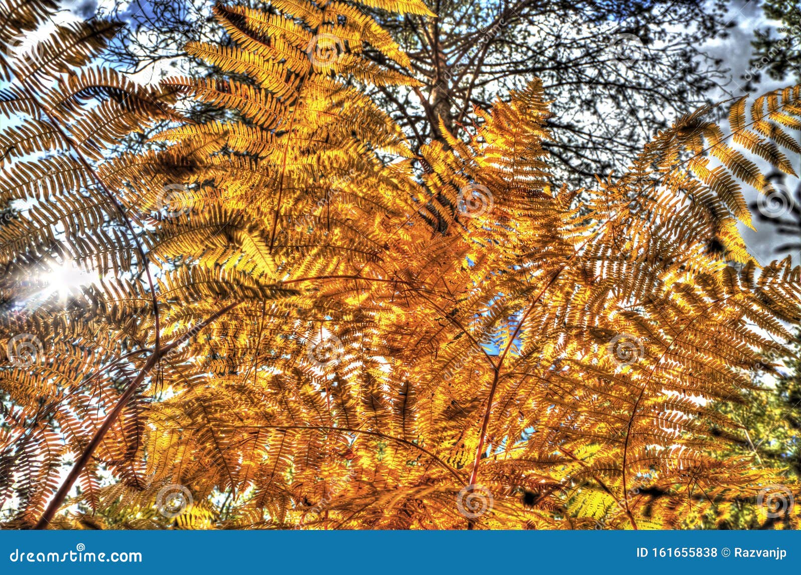 Forest in the Autumn stock photo. Image of birch, beauty - 161655838