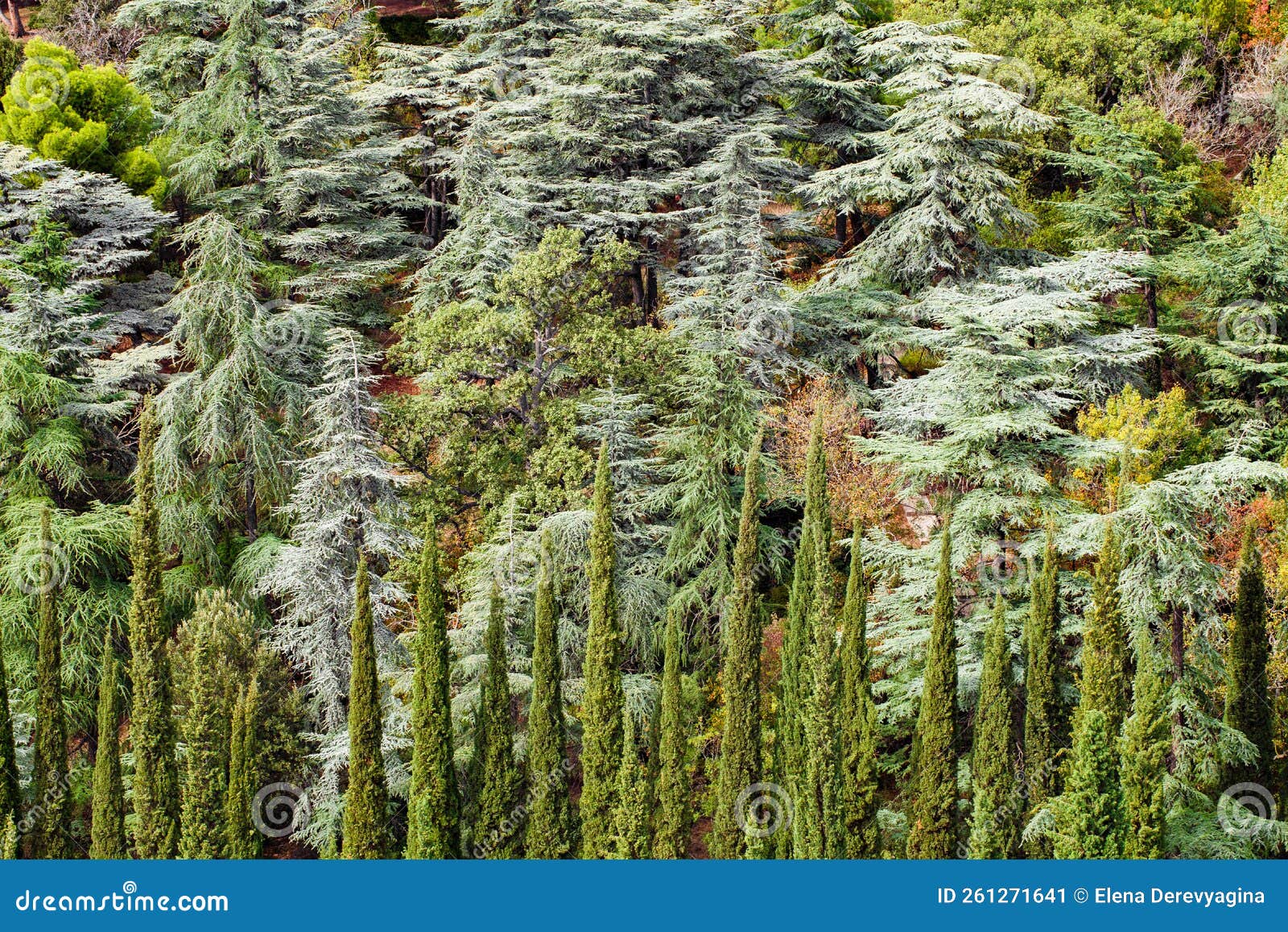 Forest Autumn, Mixed Coniferous and Deciduous Trees, from Afar ...