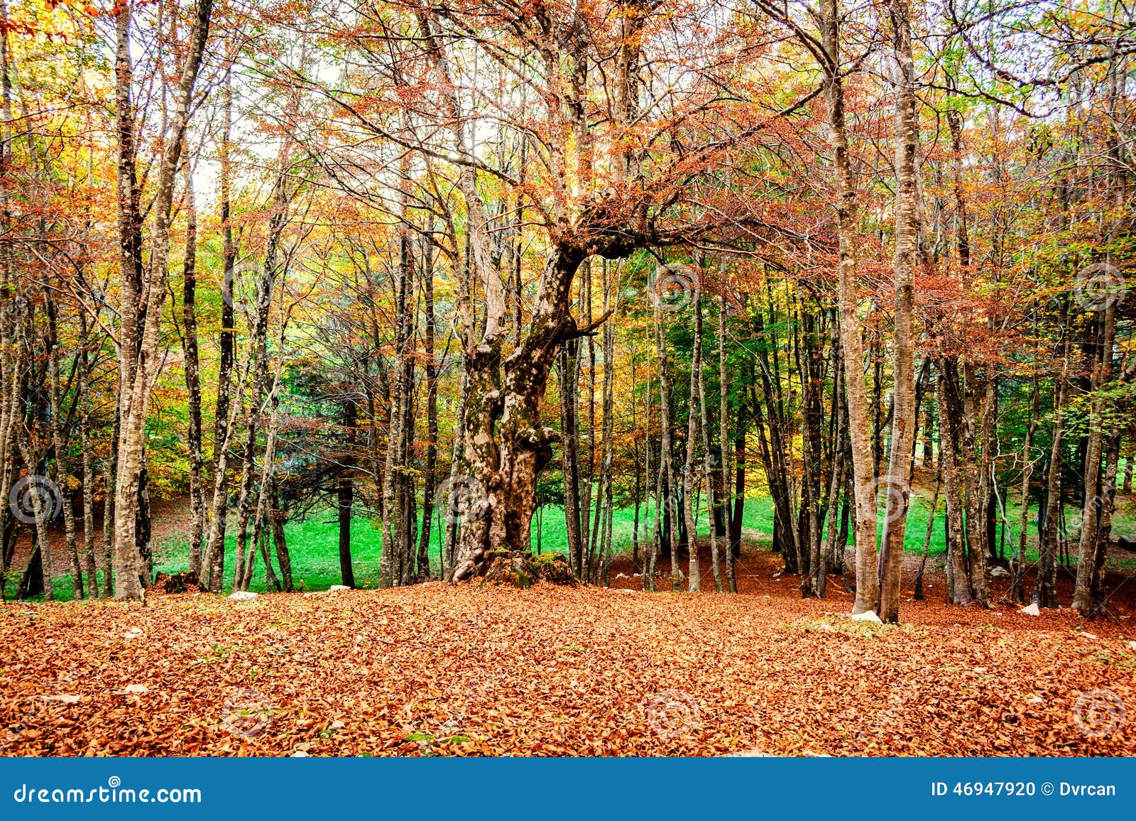 Forest in Autumn in Montenegro Stock Photo - Image of fall, brown: 46947920