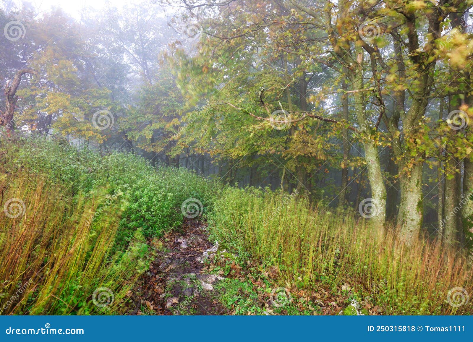 Forest in Autumn Morning Mist Stock Photo - Image of wilderness ...