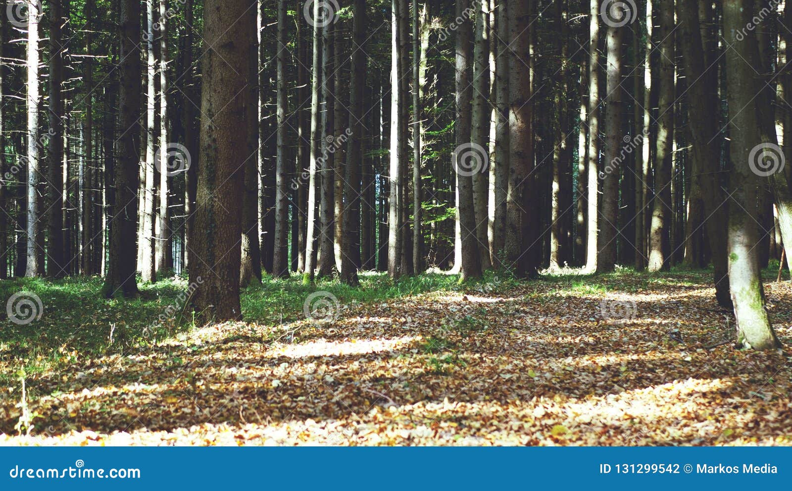 Forest in Autumn with Natural Light Stock Photo - Image of concept ...