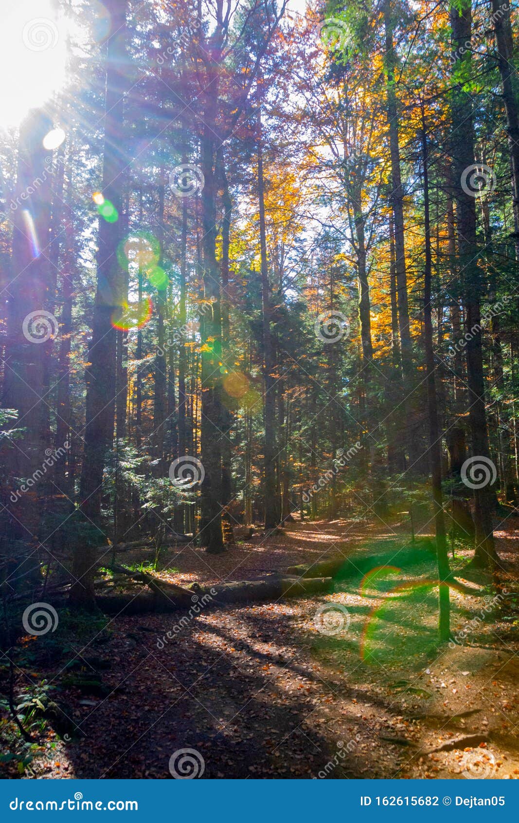 Forest,Autumn path stock photo. Image of mist, light - 162615682
