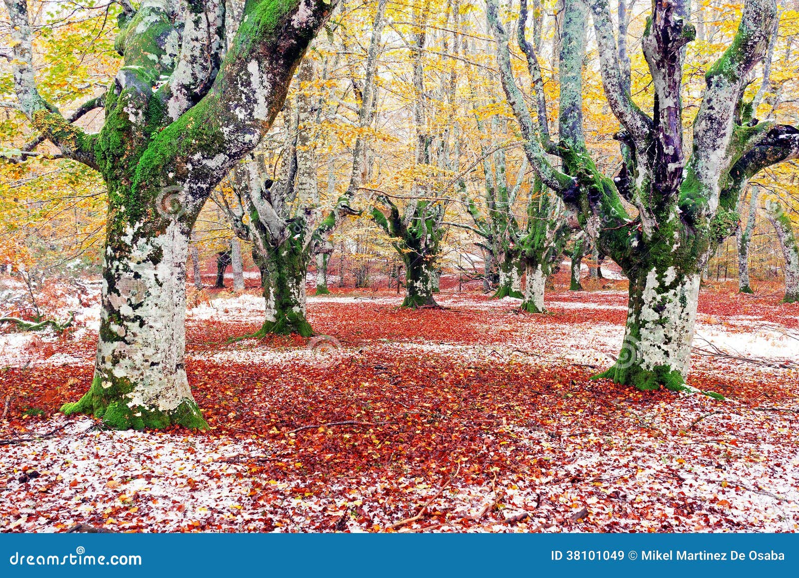 Forest in autumn with snow stock image. Image of vivid - 38101049