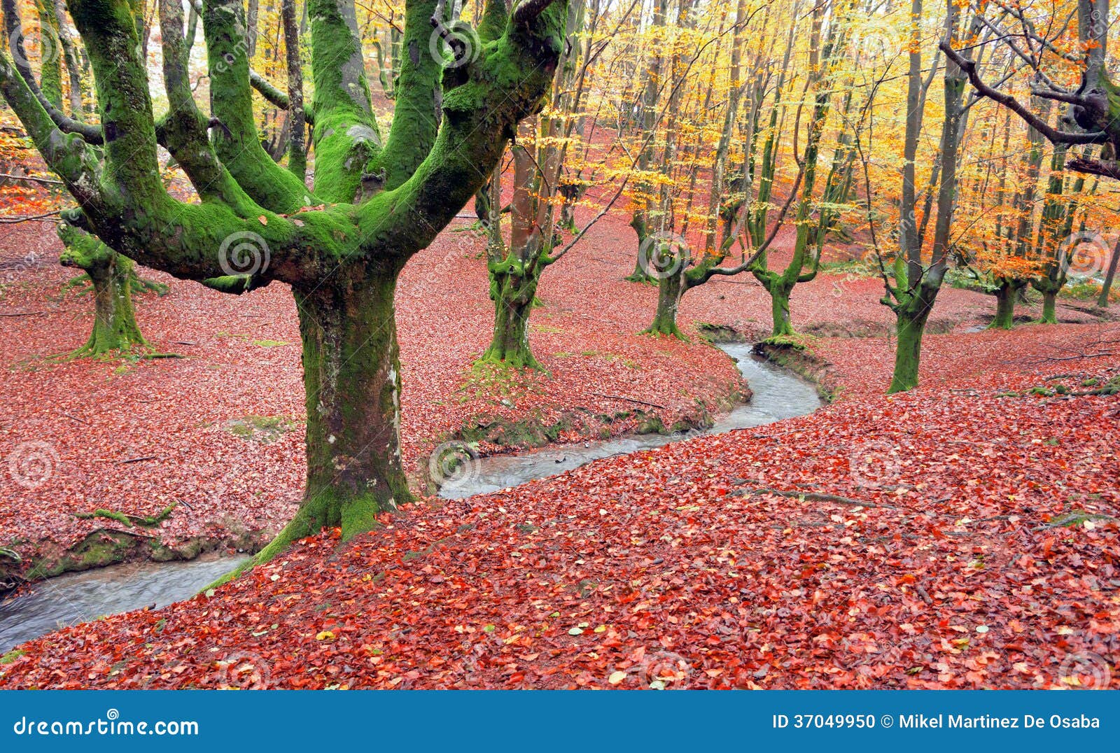 Forest in Autumn with a Stream Stock Photo - Image of otzarreta, woods ...