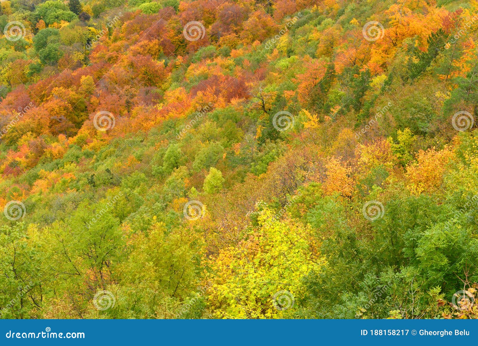 Autumn Forest with Colored Leaves. Landscape in the Forest Stock Image ...