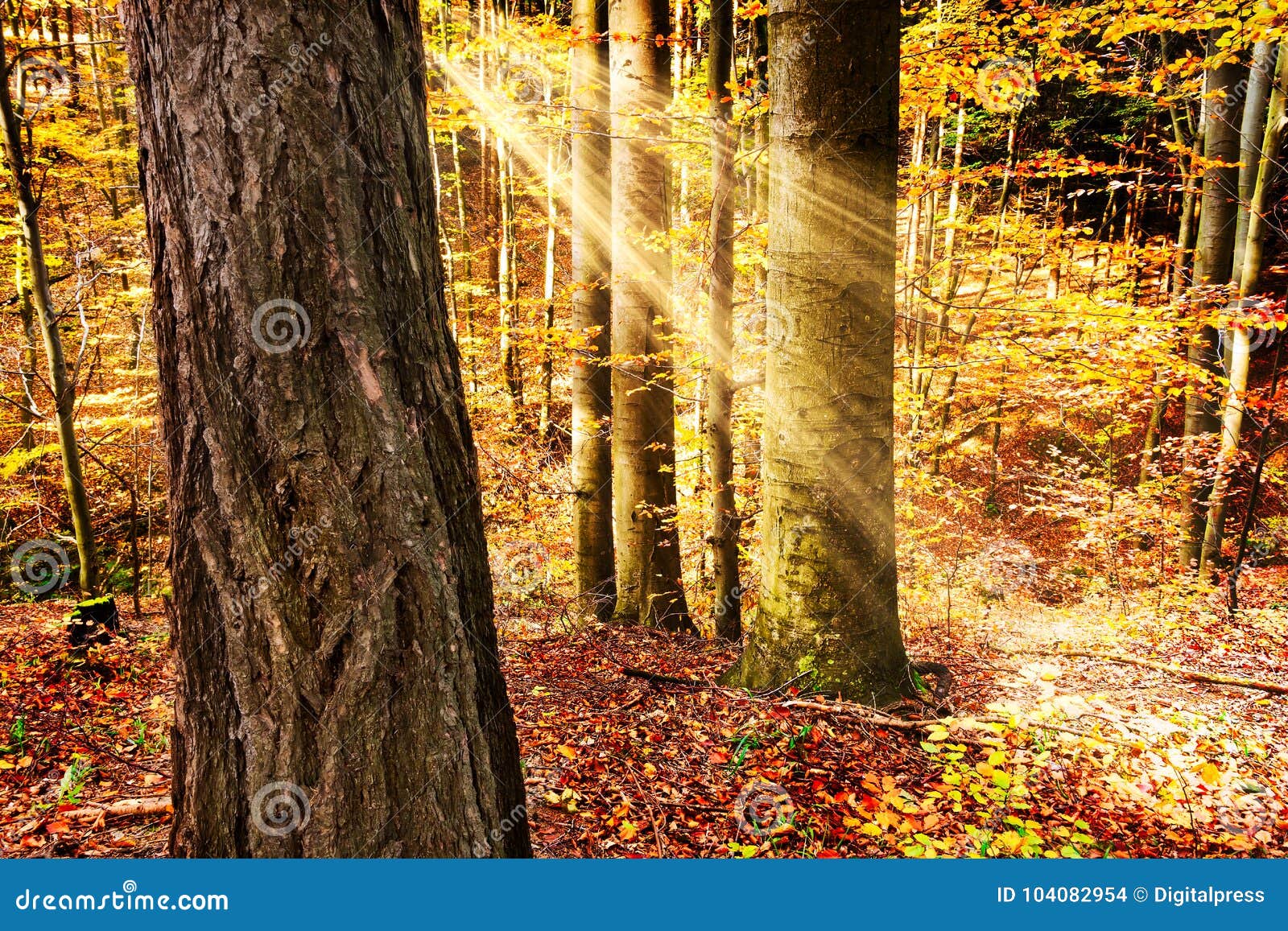 Forest in Autumn with Sunbeam Stockfoto - Bild von laubwechselnd ...