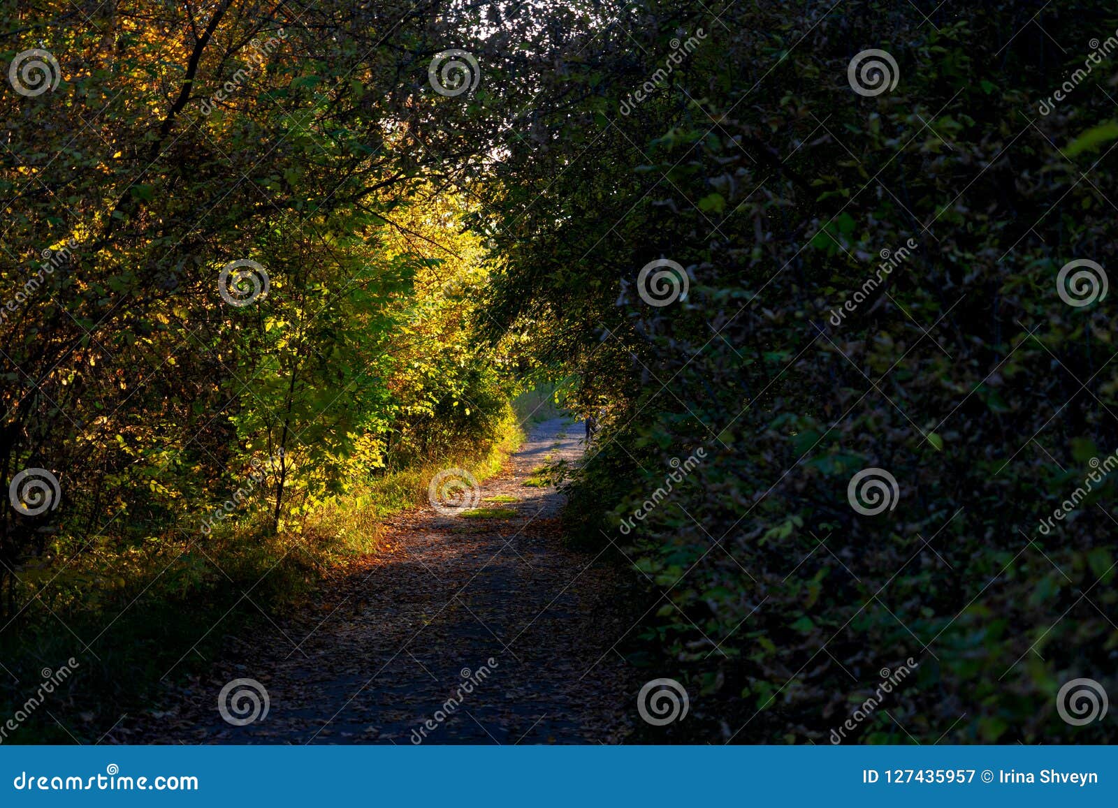 Forest in Autumn. Sunny Path. Stock Image - Image of light, path: 127435957