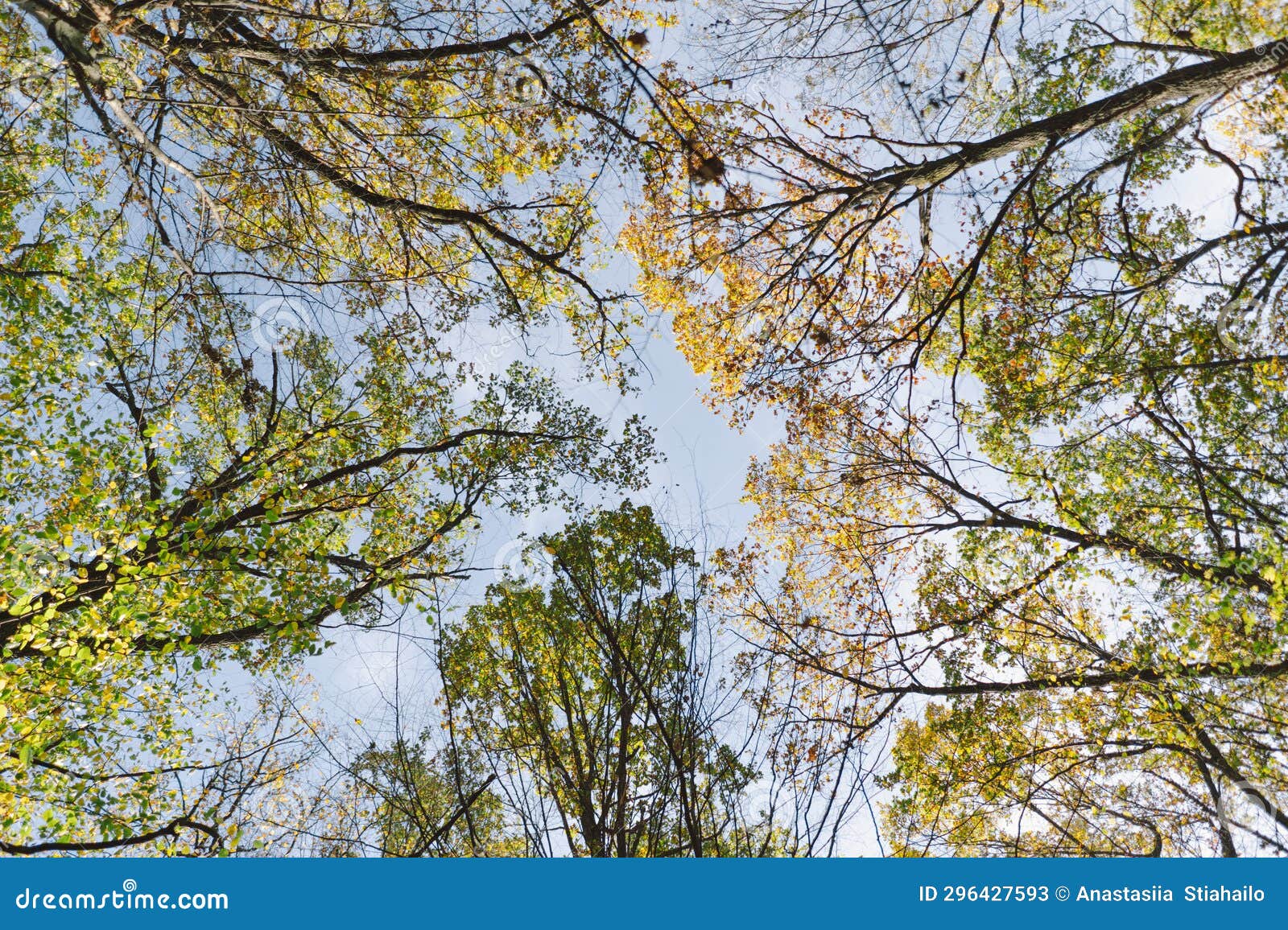 Forest Autumn in Sunny Autumn Weather, Autumn Landscape, Autumn Trees ...